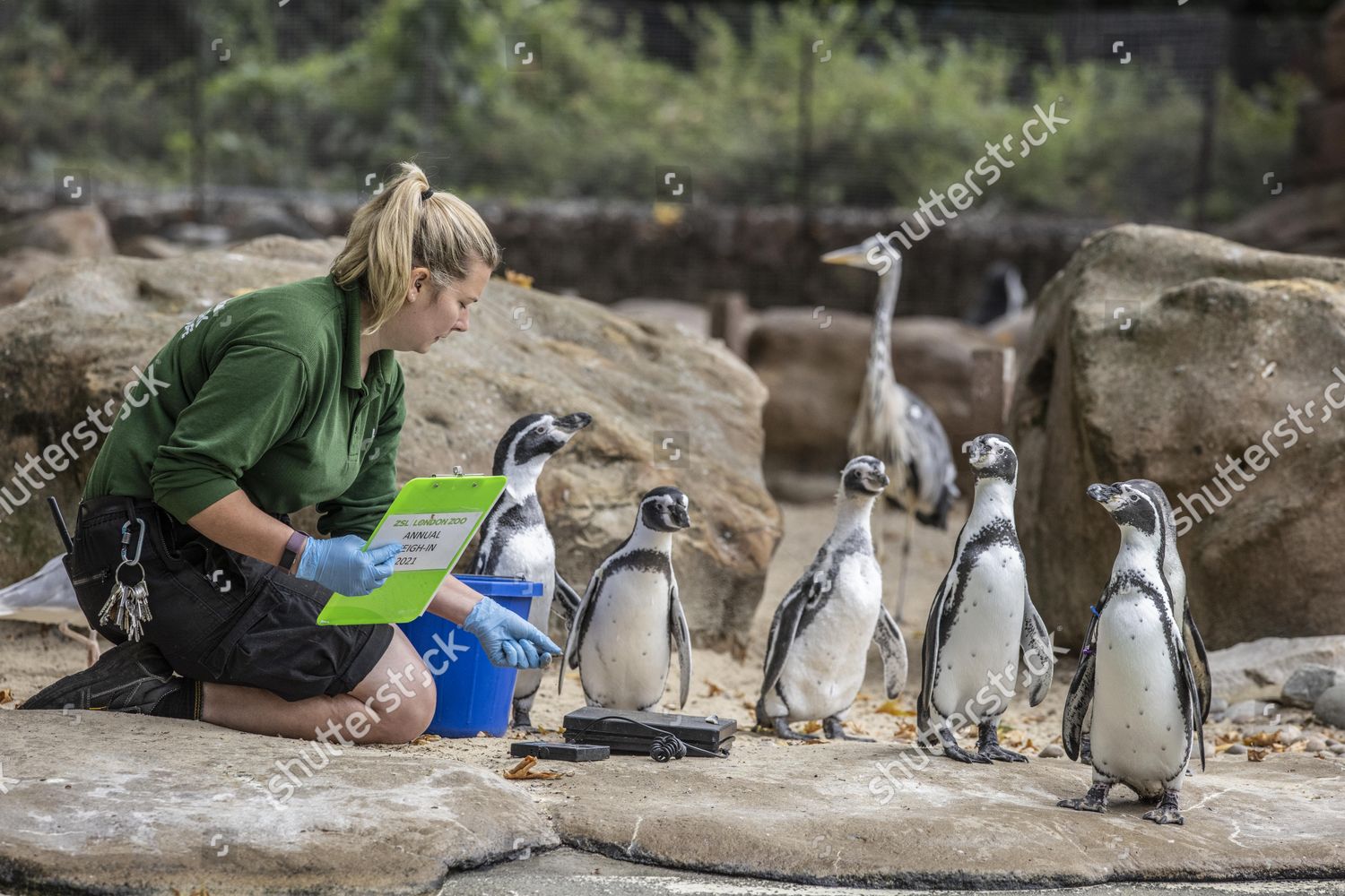 Humboldt Penguins Line Close Inspection On Editorial Stock Photo ...