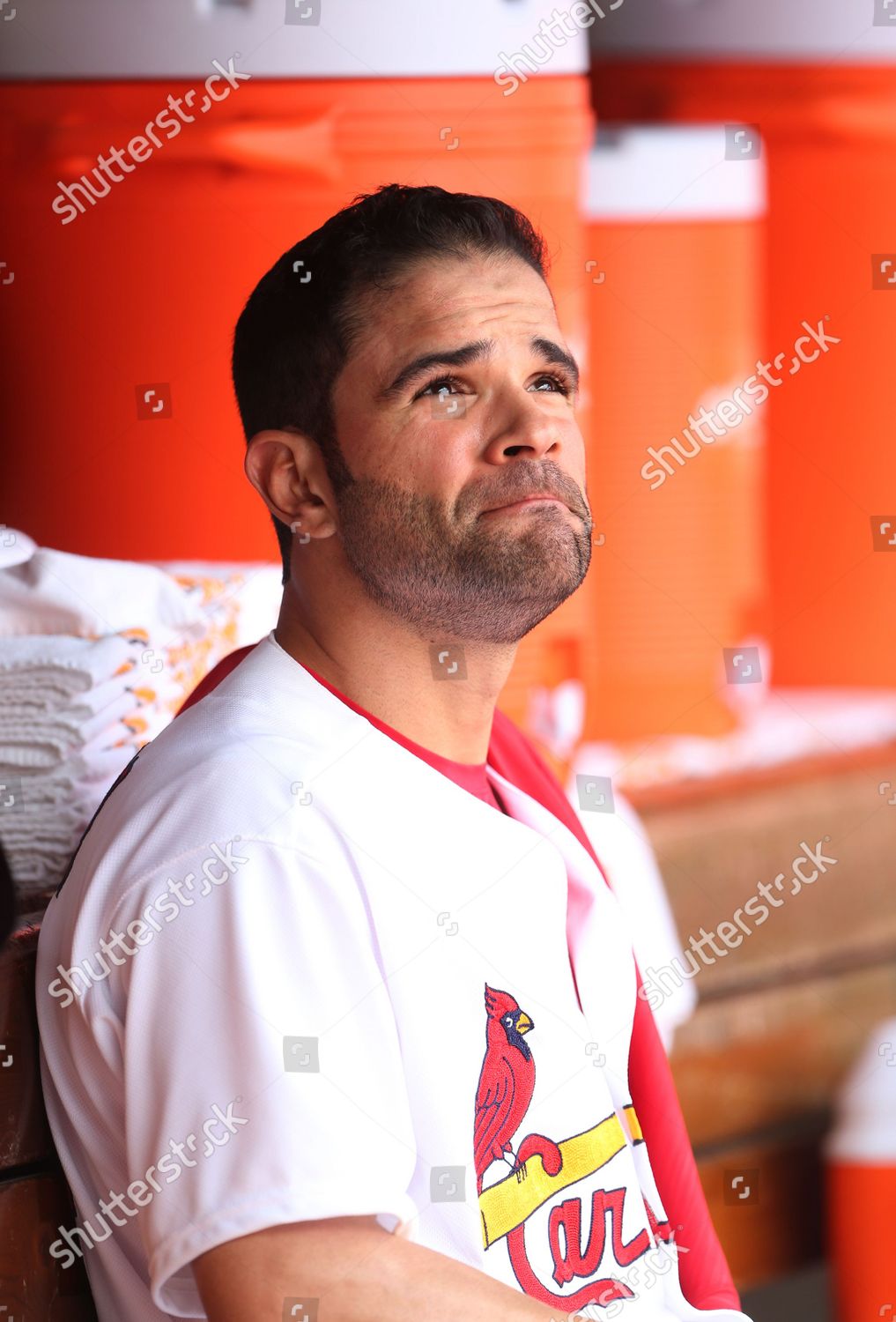 St Louis Cardinals Starting Pitcher Jaime Editorial Stock Photo - Stock ...