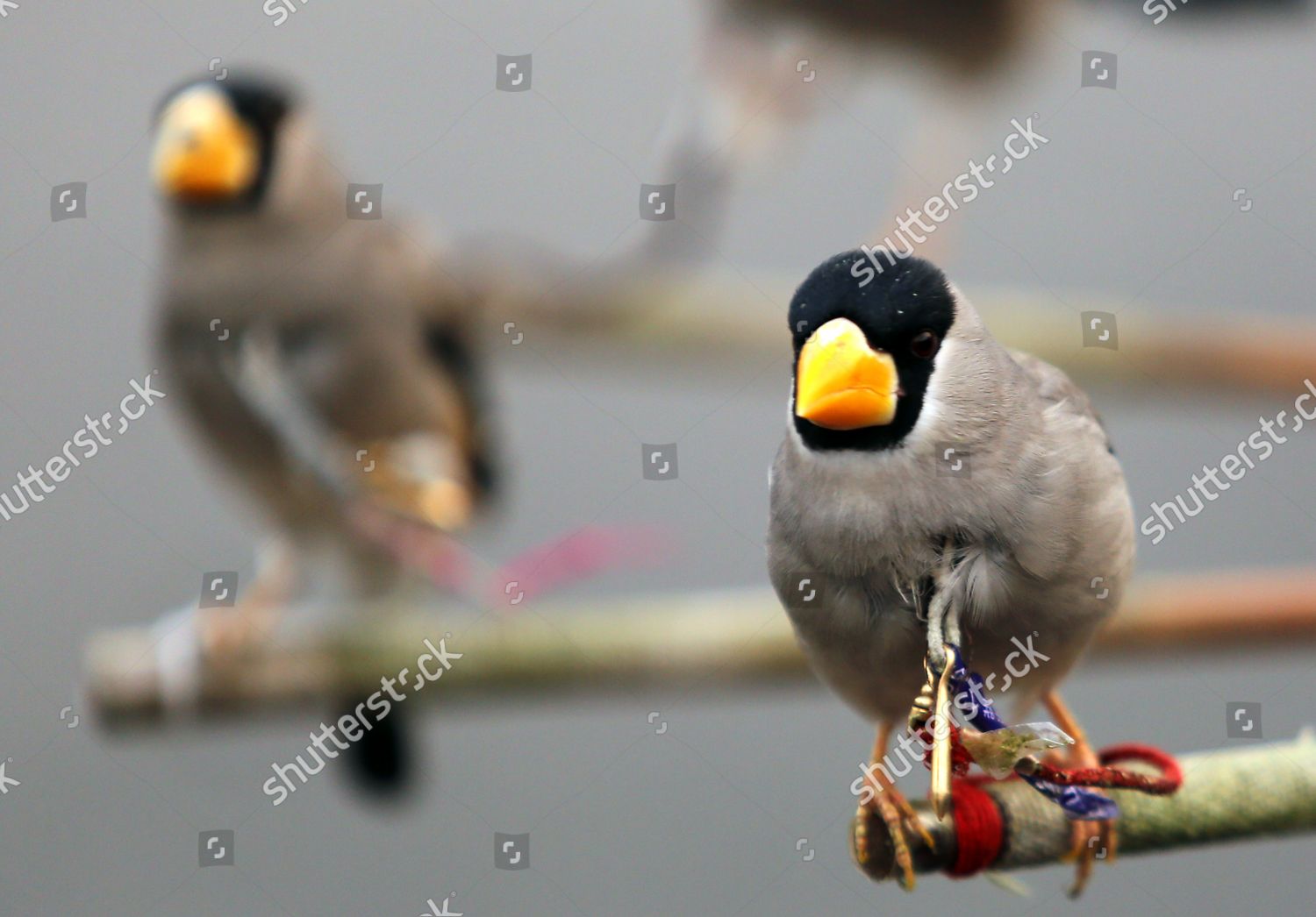 Birds Rope Leashes Tied Through Their Editorial Stock Photo - Stock ...