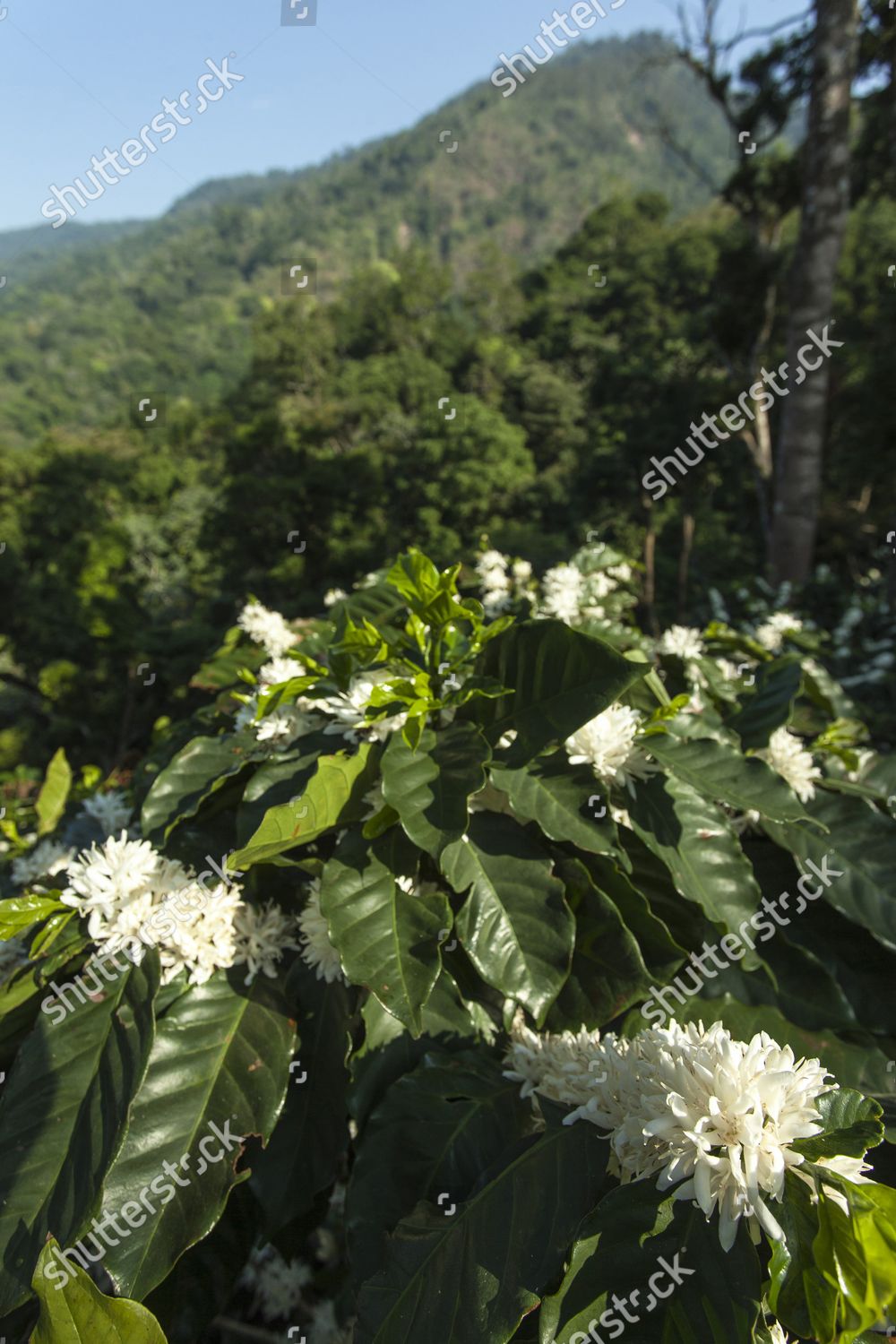 Detail Coffee Plant Flower Coffea Blooming Editorial Stock Photo ...