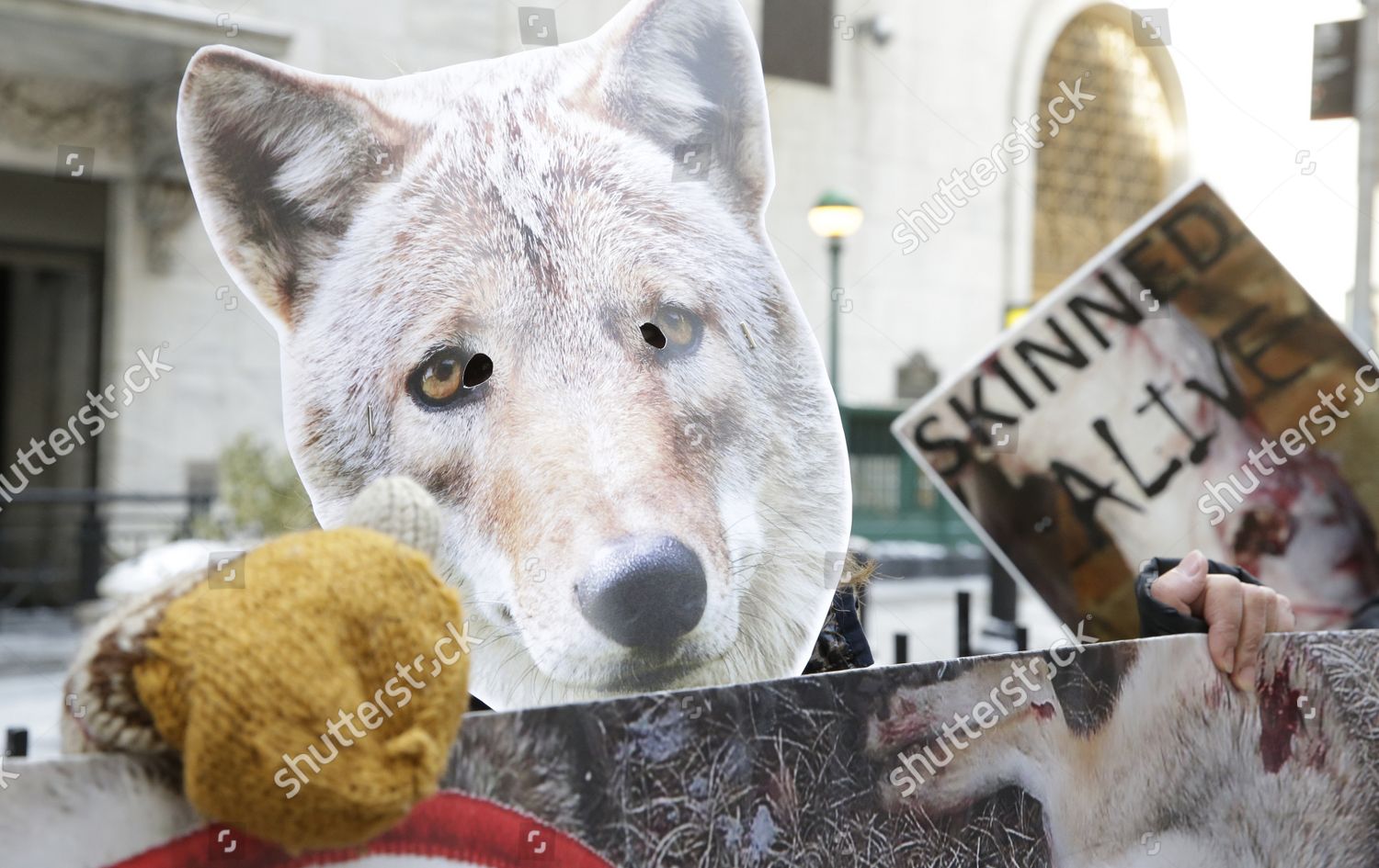 Peta Supporters Wearing Coyote Masks Holding Editorial Stock Photo ...
