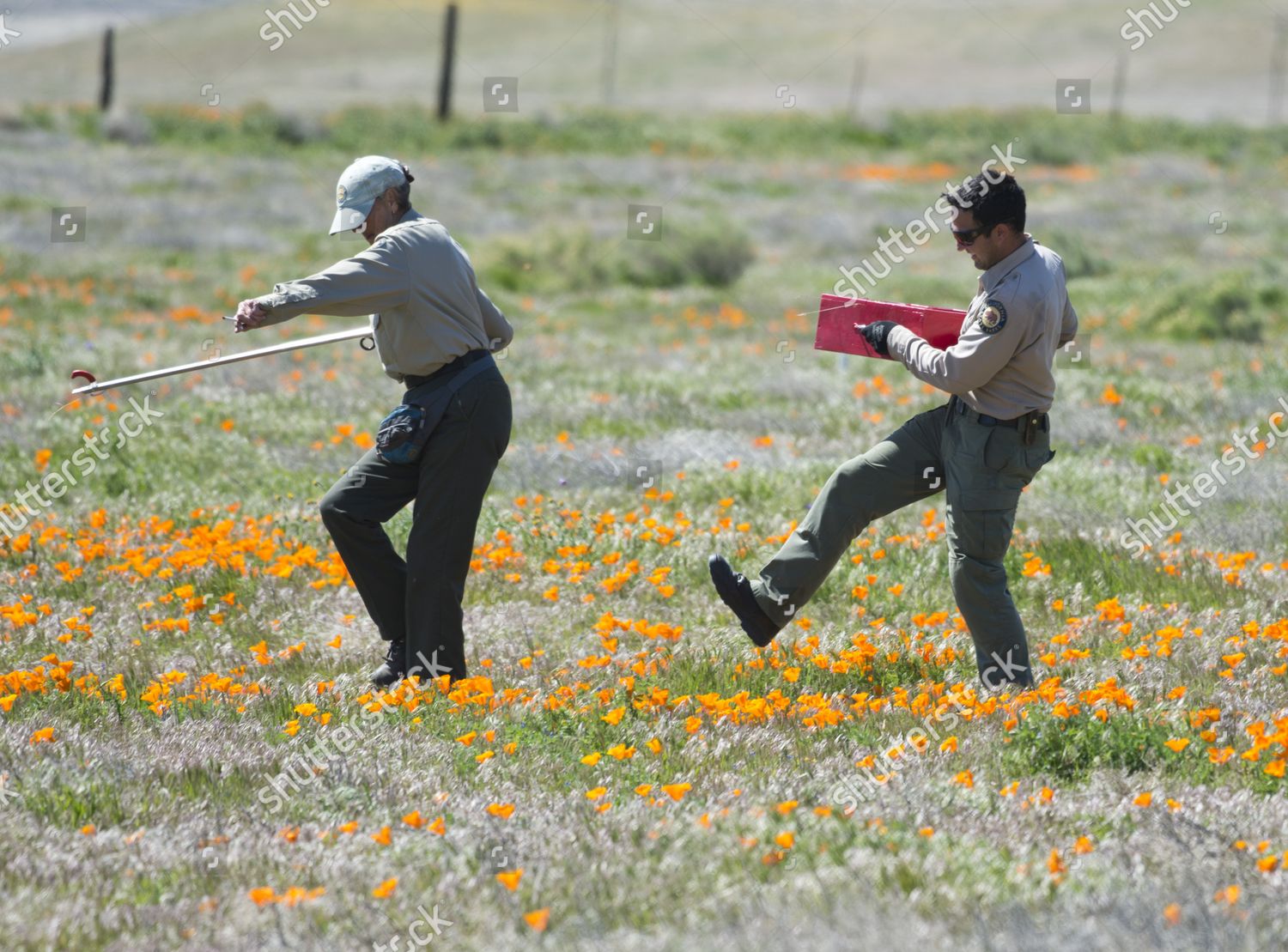 Stae Park Personnel Gingerly Walk Through Editorial Stock Photo - Stock ...