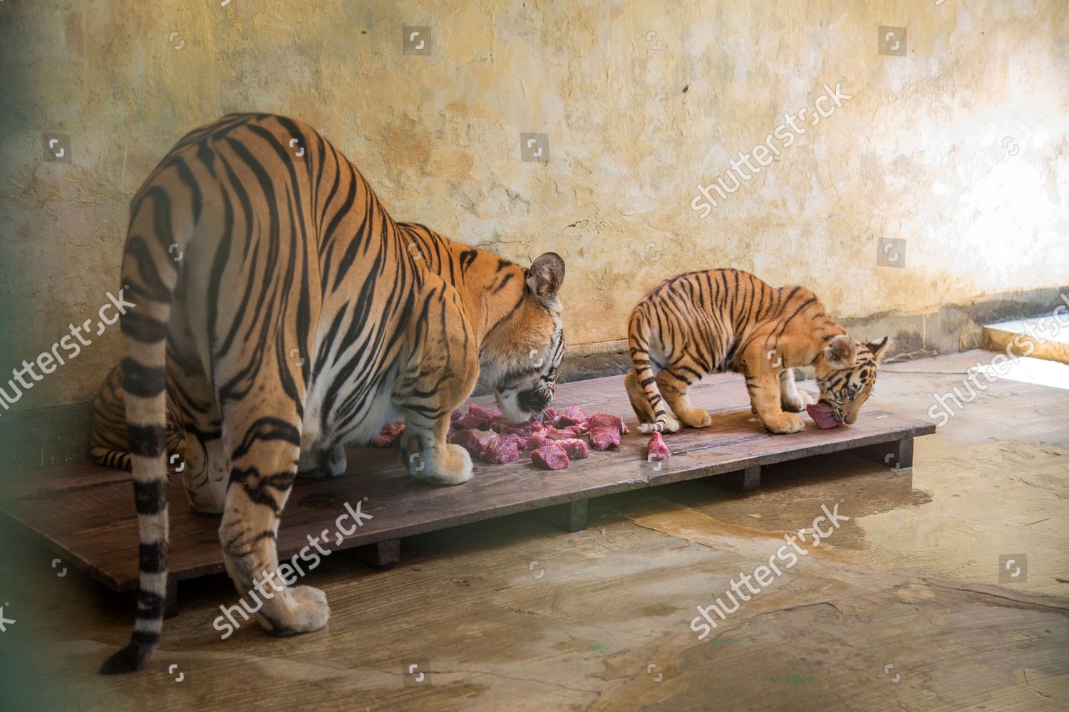 Two Tiger Cubs Eating Inside Their Editorial Stock Photo - Stock Image ...