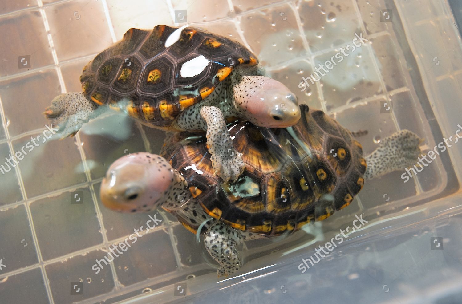 Diamondback Terrapins Displayed Reptiles Cafe Kabukicho Editorial Stock ...