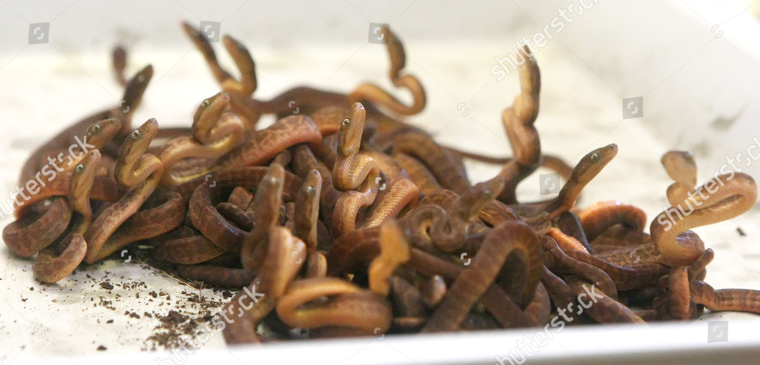 Female Jamaican Yellow Boa Snake Epicrates Editorial Stock Photo ...