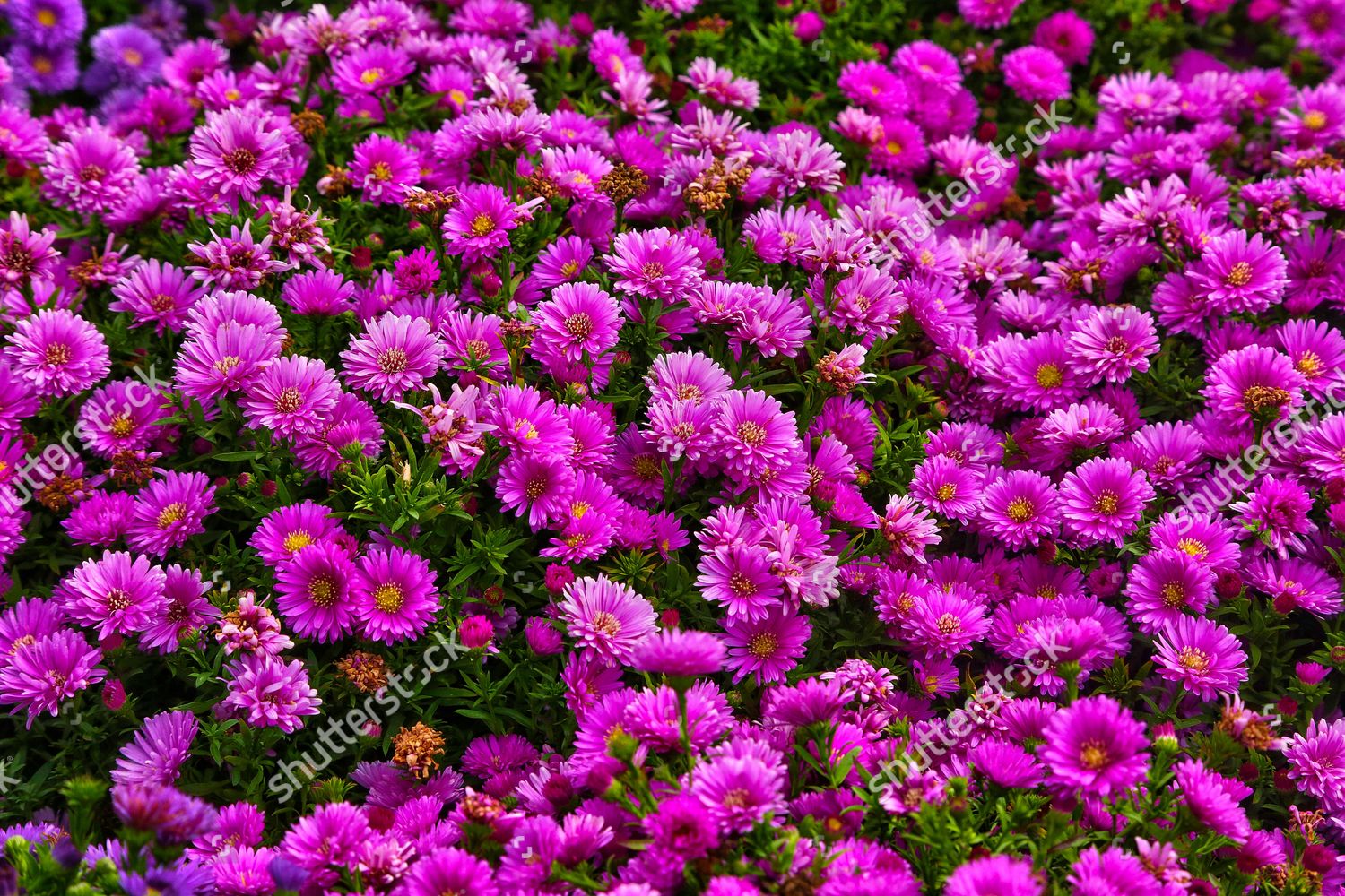 Purple Flowers On Mum Plant During Editorial Stock Photo - Stock Image ...