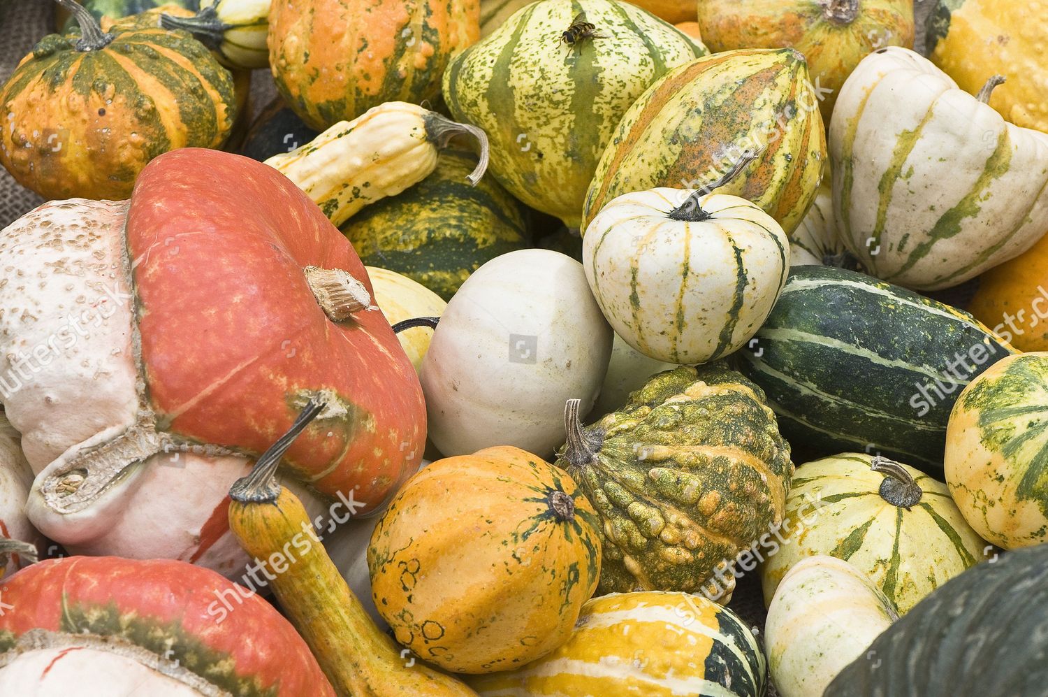 Ornamental Gourds Squashes Bolsena Lazio Italy Editorial Stock Photo ...