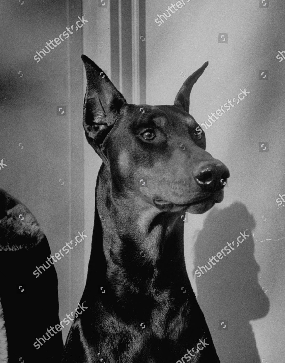 Clipped Ears Alert New Champ Sitting Editorial Stock Photo - Stock ...