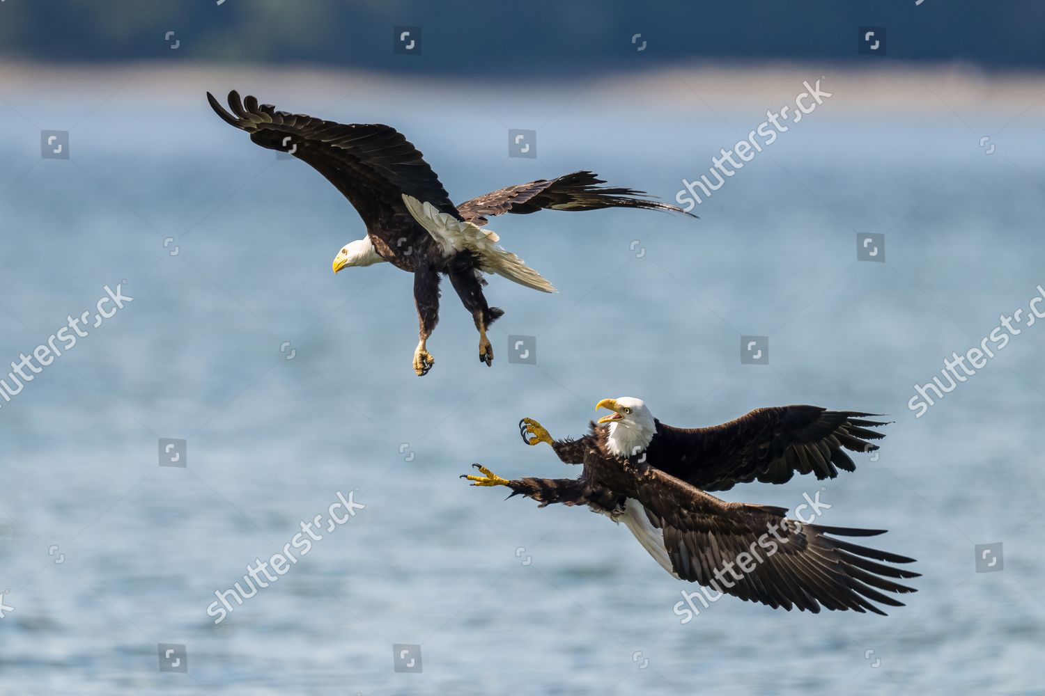 Two Bald Eagles Lock Talons They Editorial Stock Photo - Stock Image ...