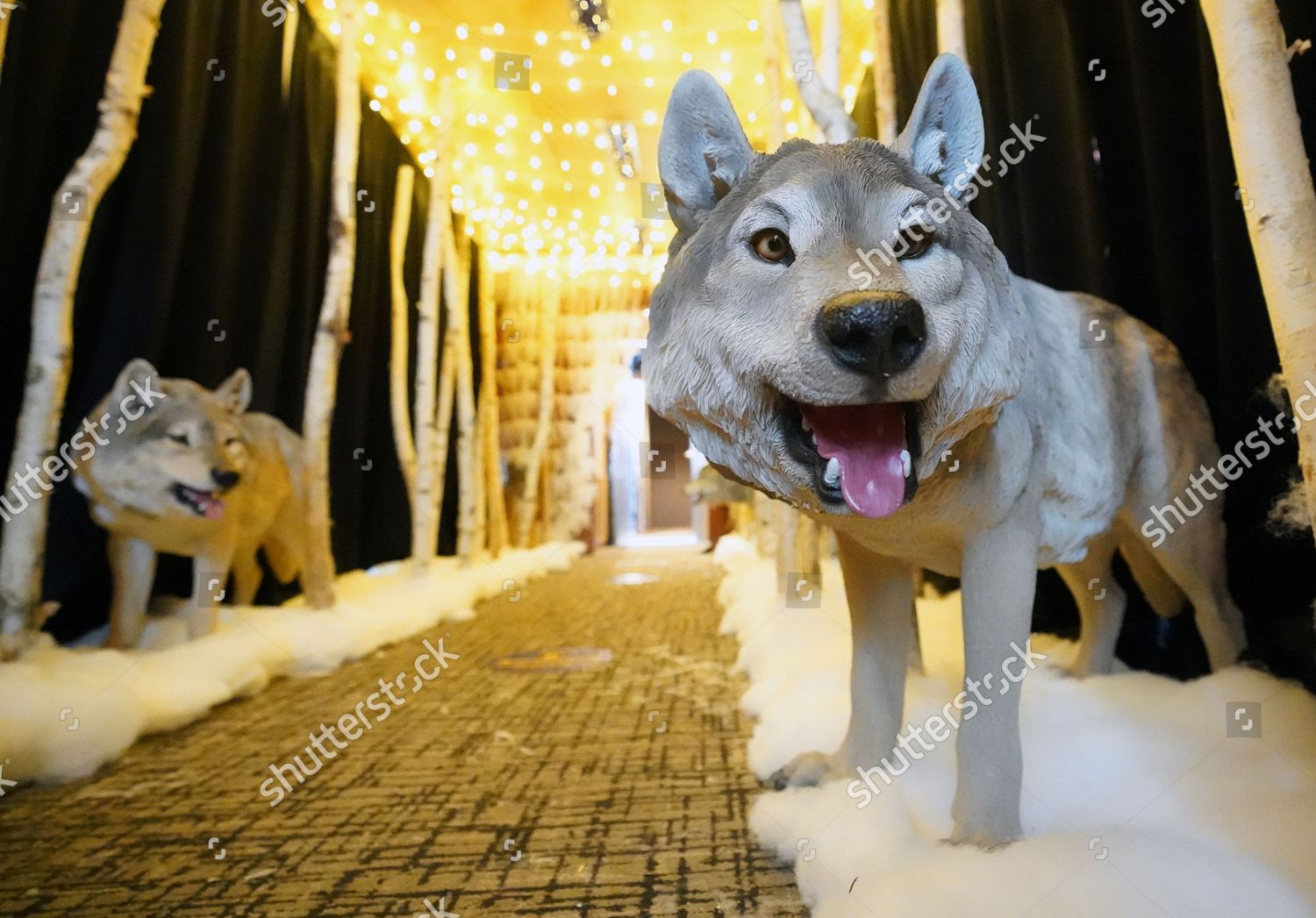 Wolves Greet Passengers Aboard Polar Express Editorial Stock Photo ...