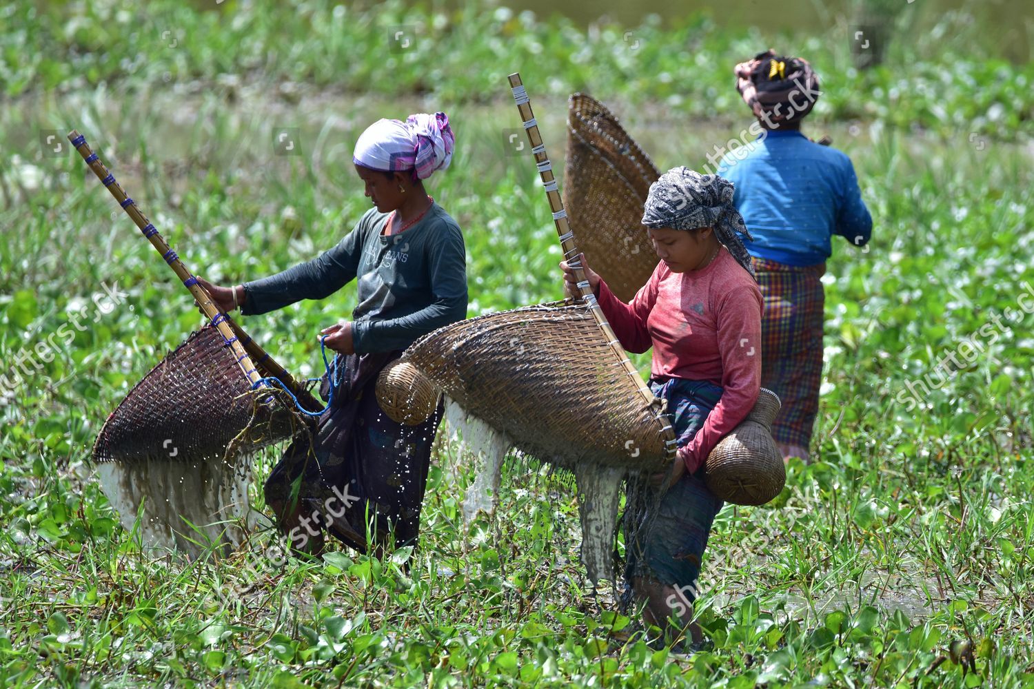 Women Karbi Tribe Catch Fish Wetland Editorial Stock Photo - Stock ...