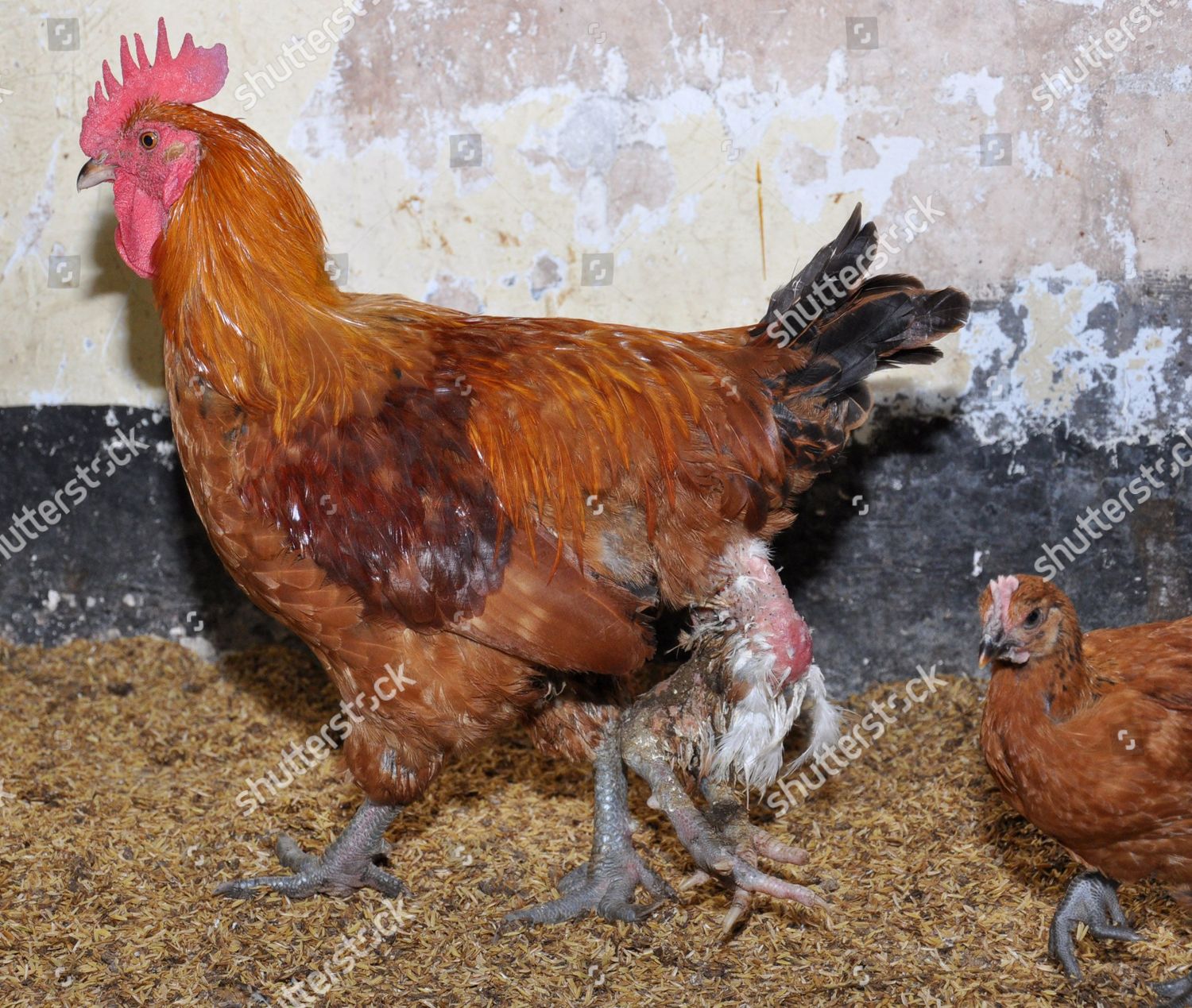 Unusual Rooster Which Has Three Legs Editorial Stock Photo - Stock ...