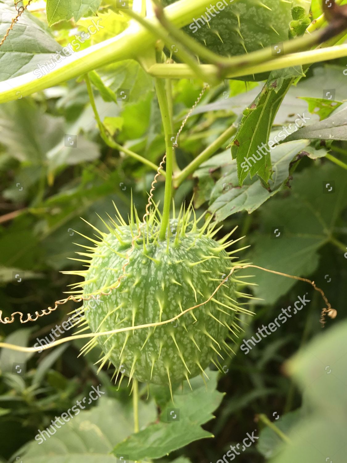 Wild Cucumber Echinocystis Lobata Growing Toronto Editorial Stock Photo ...
