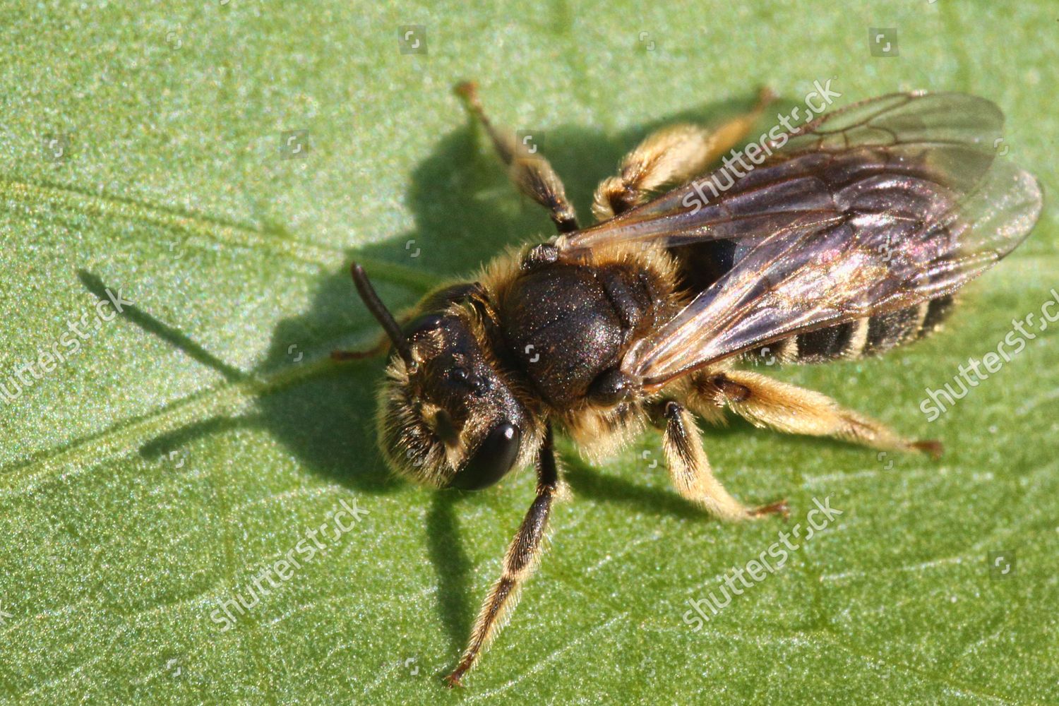 Squash Bee Peponapis Pruinosa On Leaf Editorial Stock Photo - Stock ...