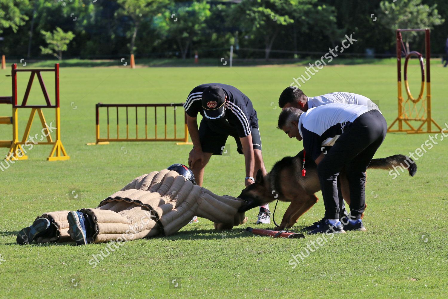 Army Dog Squad Perform During Practice Editorial Stock Photo - Stock ...