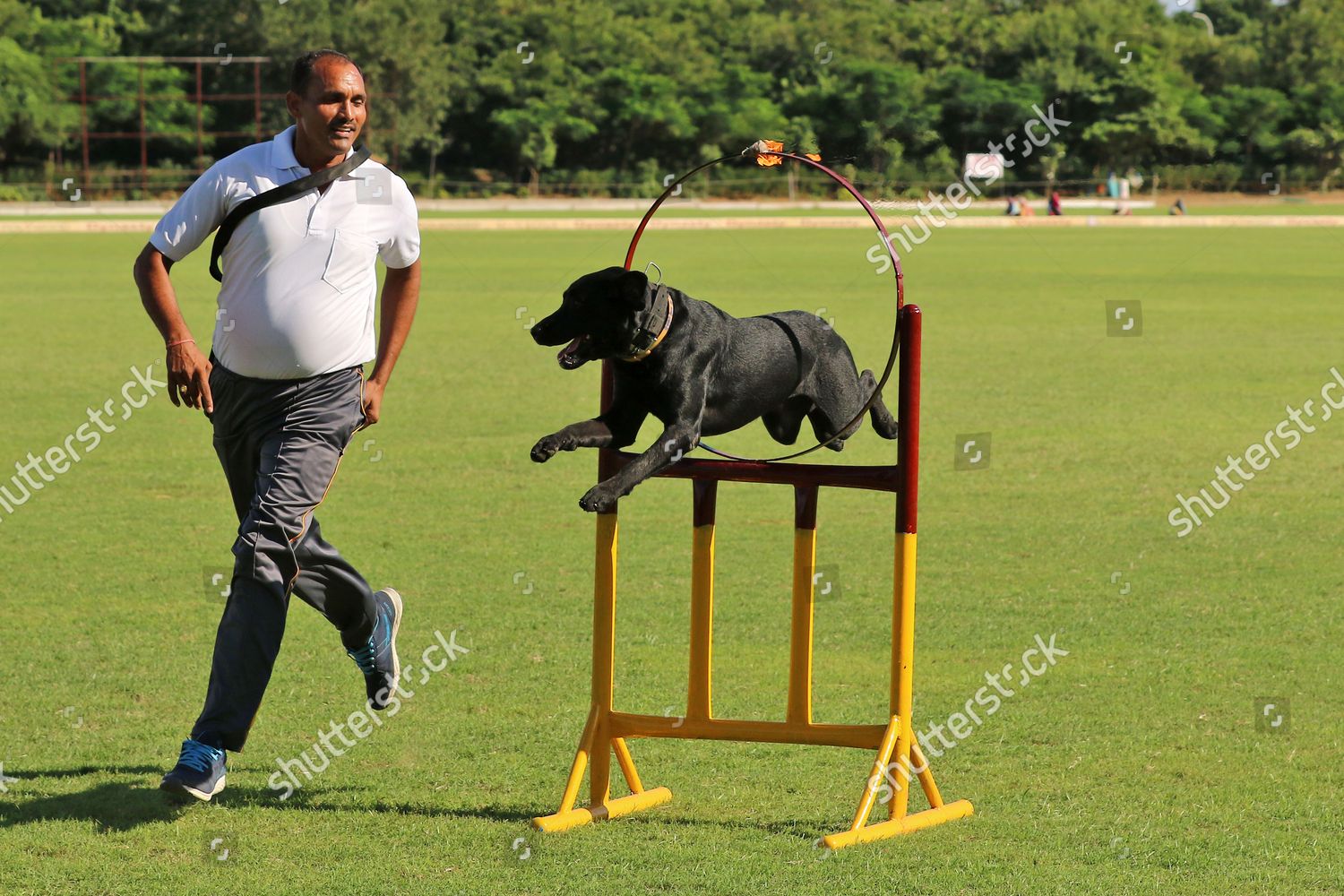 Army Dog Squad Perform During Practice Editorial Stock Photo - Stock ...