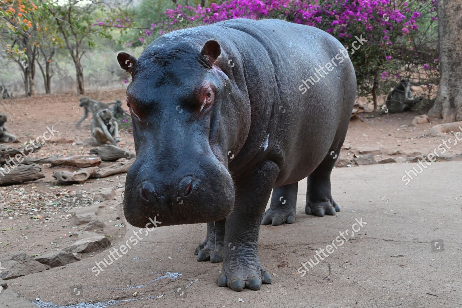 Steve Young Male Wild Hippo Who Editorial Stock Photo - Stock Image ...