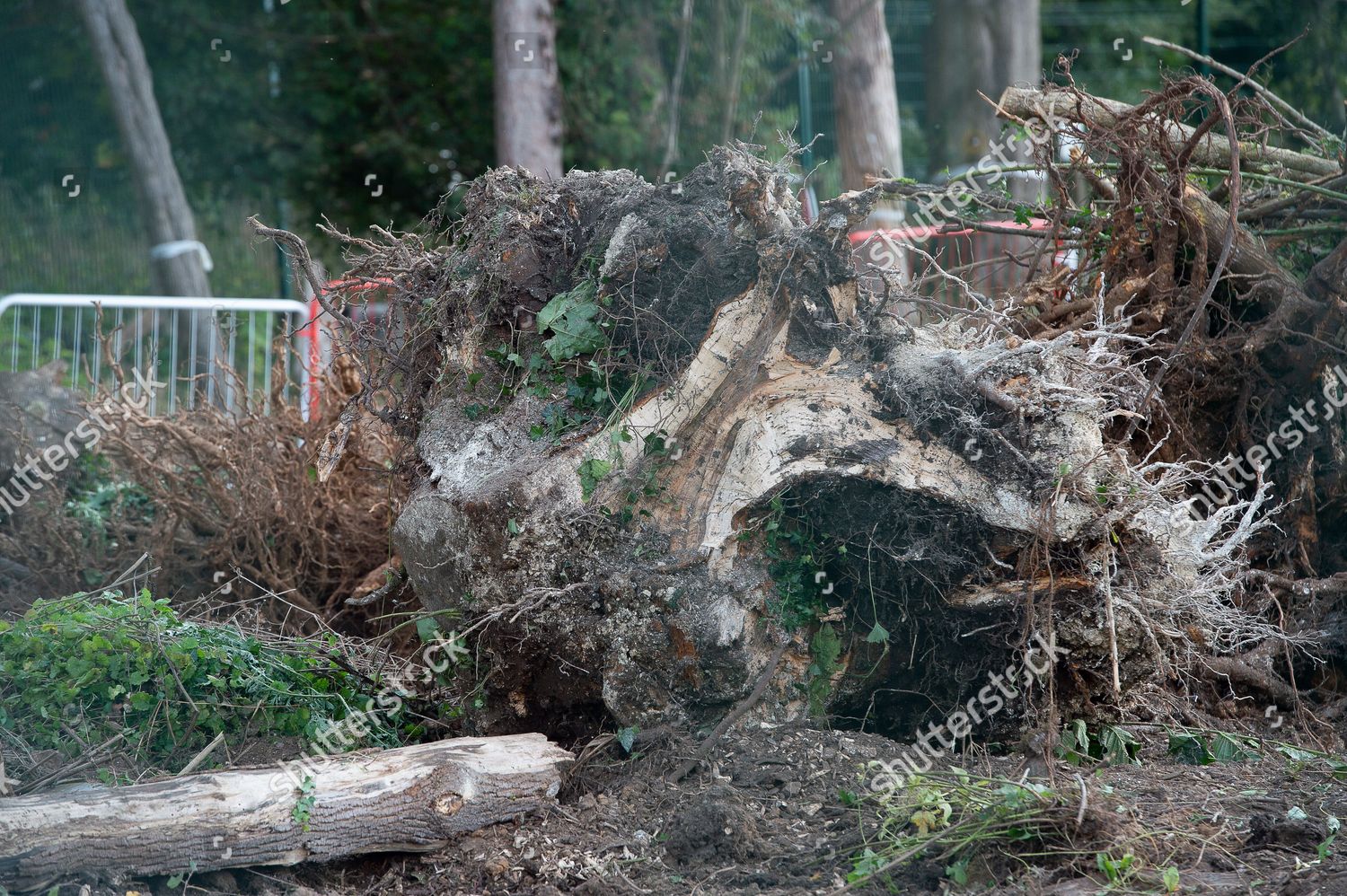Trees Hedgerows Destroyed By Hs2 Part Editorial Stock Photo - Stock ...