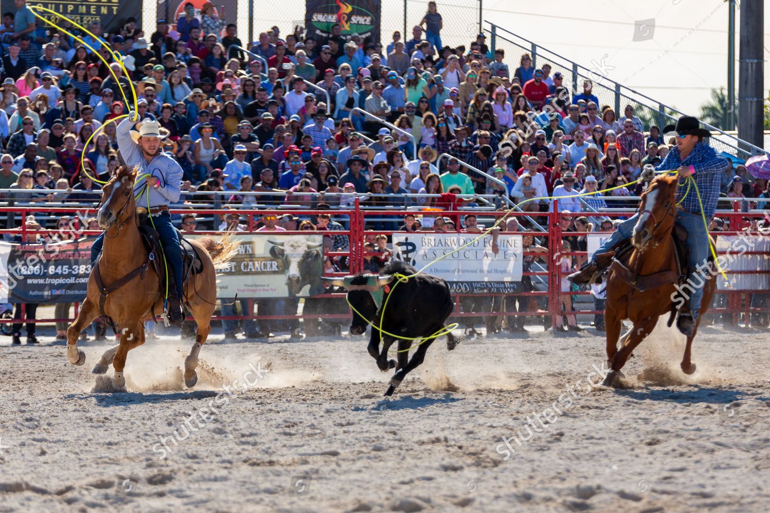 Cowboy Steer Wrestling Team Roping Tiedown Editorial Stock Photo ...