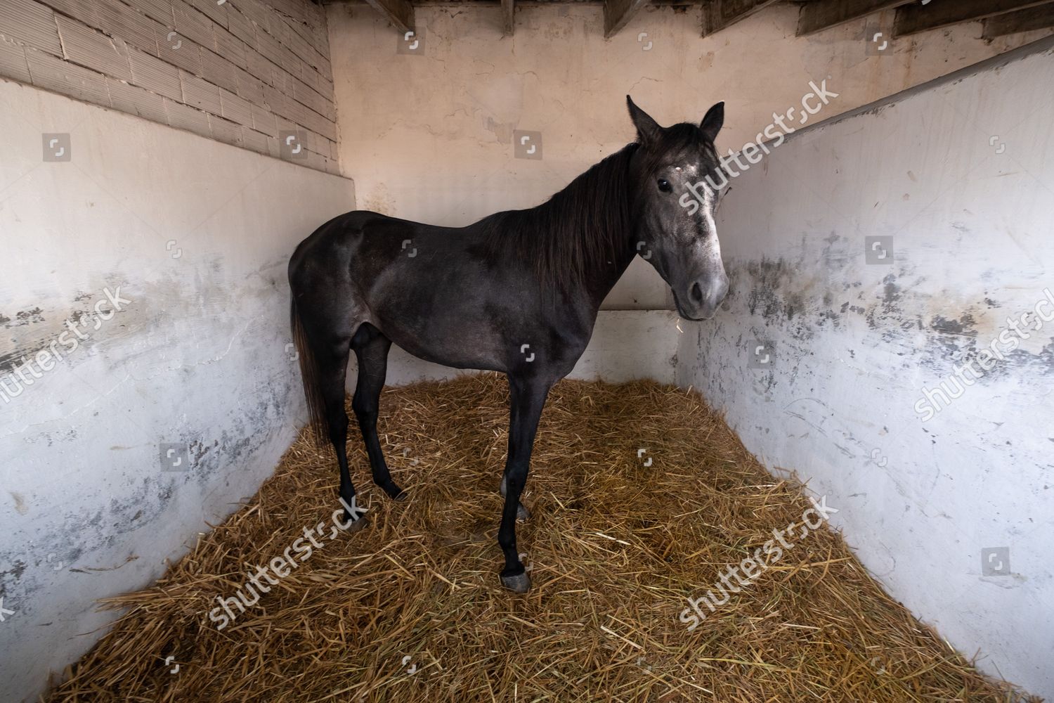 Purebred Arabian Horse Seen Stall Before Editorial Stock Photo - Stock ...