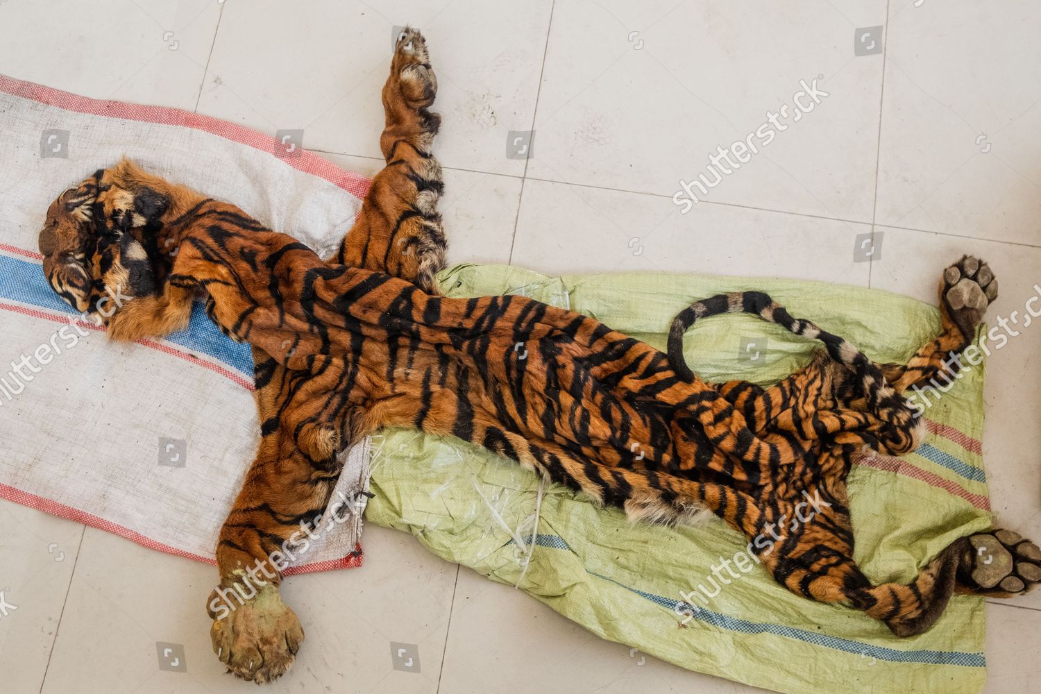 Skin Sumatran Tiger Recently Confiscated Poachers Editorial Stock Photo ...