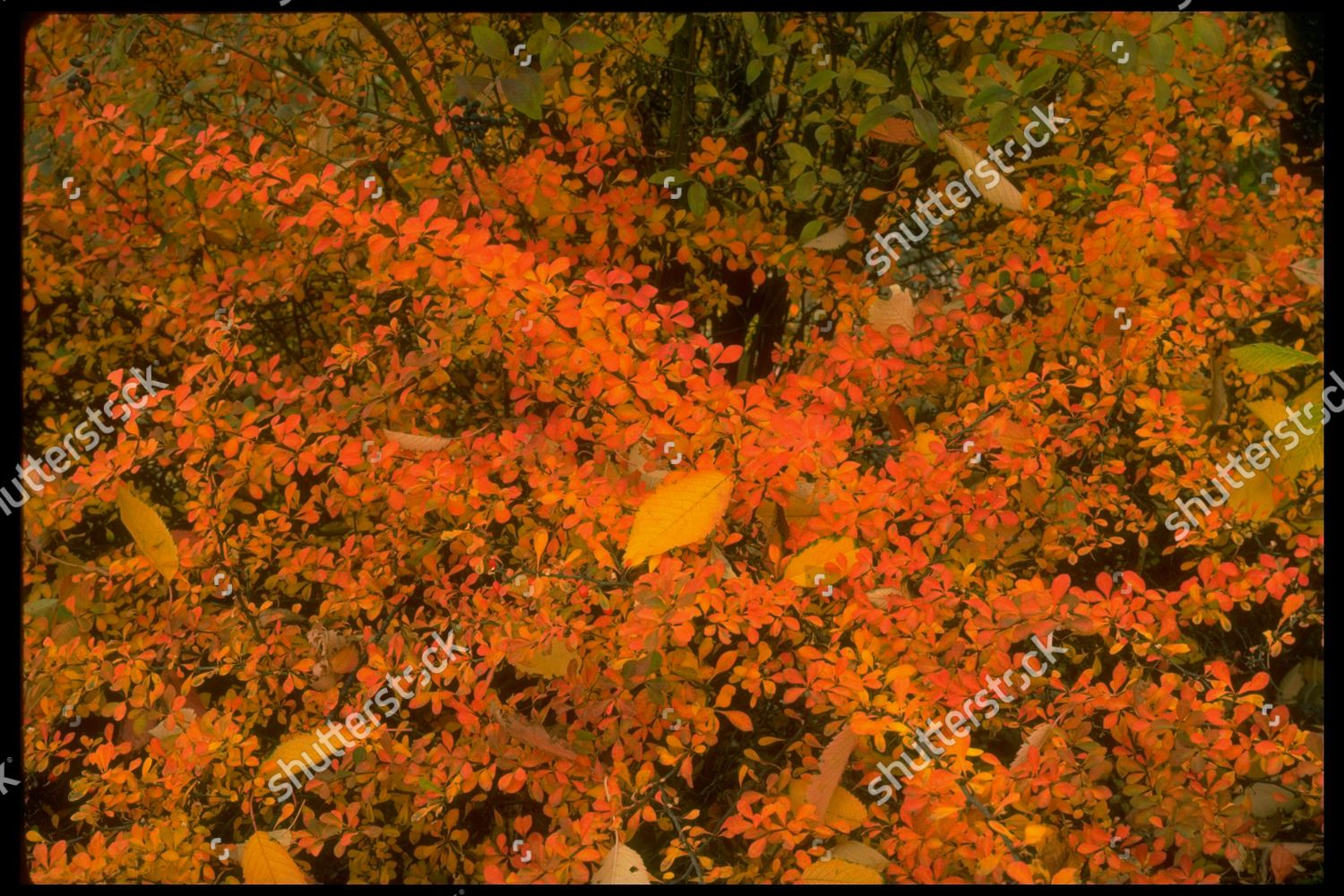 Fall Foliage Exploding Riotous Hues W Editorial Stock Photo - Stock ...