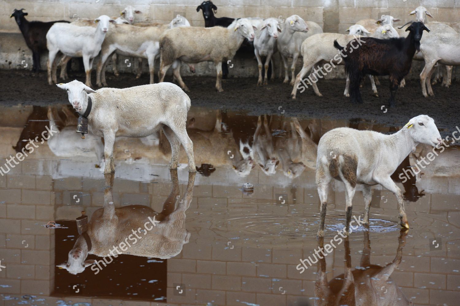 Sheep Stand Puddle After Heavy Storm Editorial Stock Photo - Stock ...