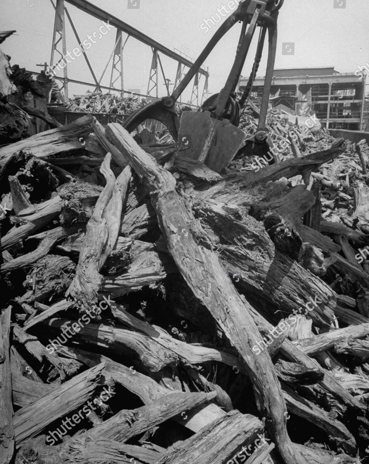 Tree Stumps Being Stored Use Turpentine Editorial Stock Photo - Stock ...