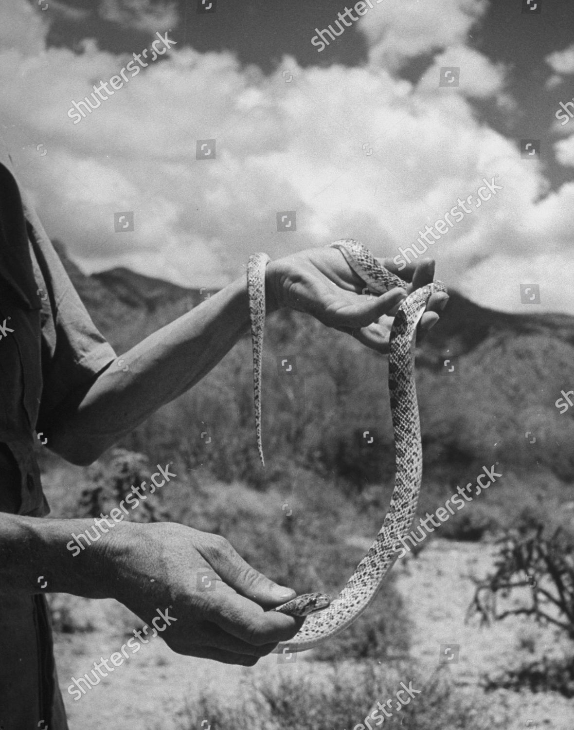 Herpetologist Collecting Snakes Desert Series Photographs Editorial ...