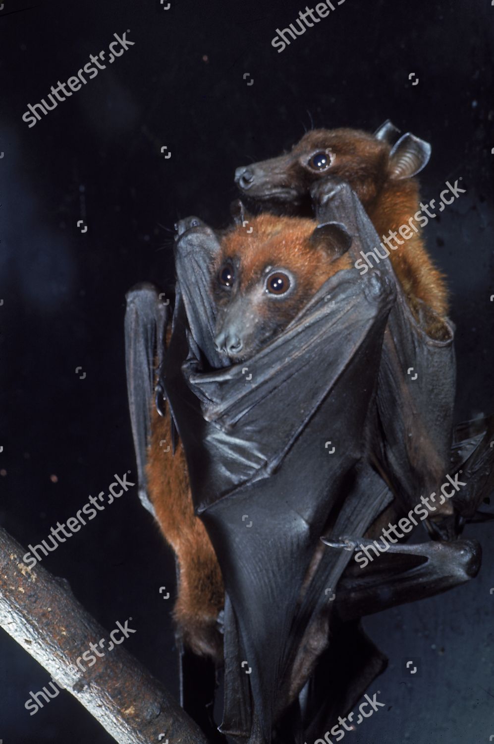 Pair Asian Fruit Eating Bats Aka Editorial Stock Photo - Stock Image ...