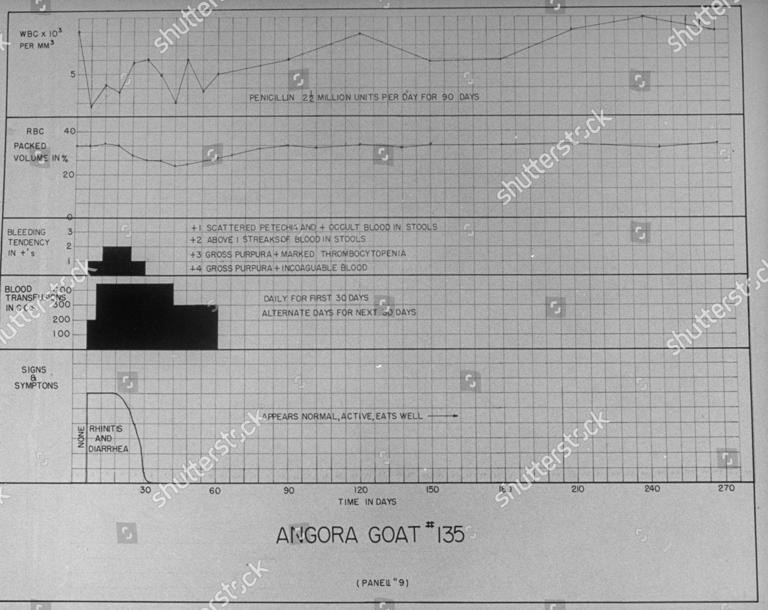 Chart Keeping Track Angora Goats Physiological Editorial Stock Photo ...