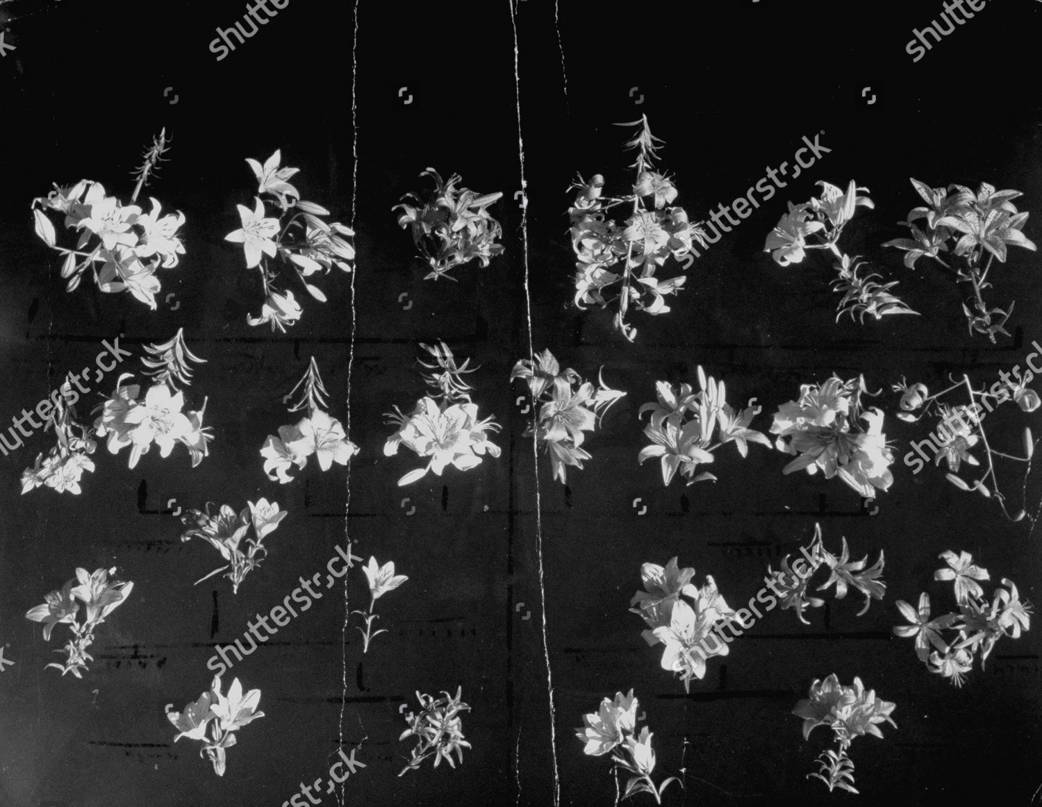 Chart Showing Flowering Lilies Growing On Editorial Stock Photo - Stock ...