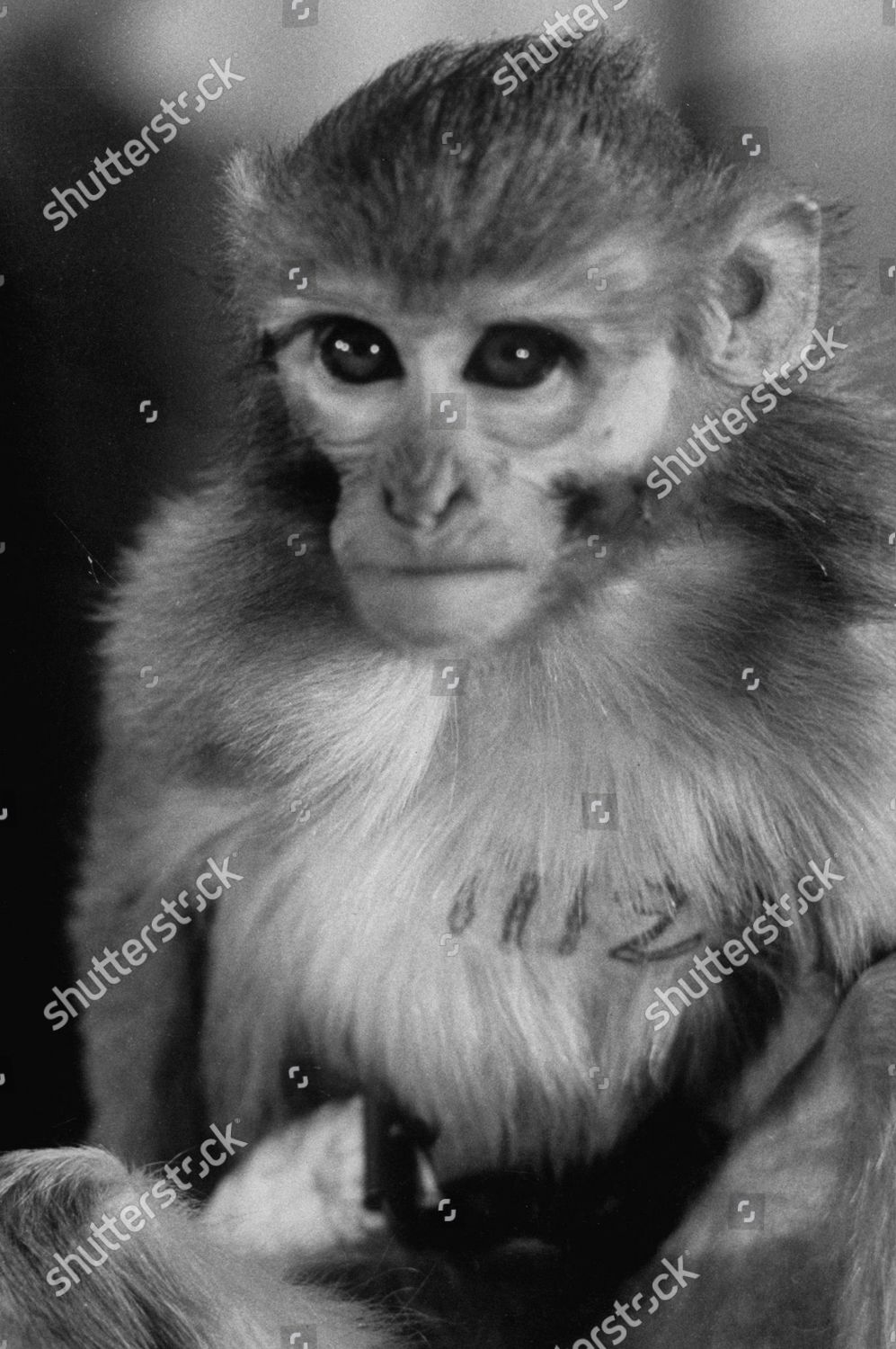 Monkey Named Abel Who Sent Jupiter Editorial Stock Photo - Stock Image ...