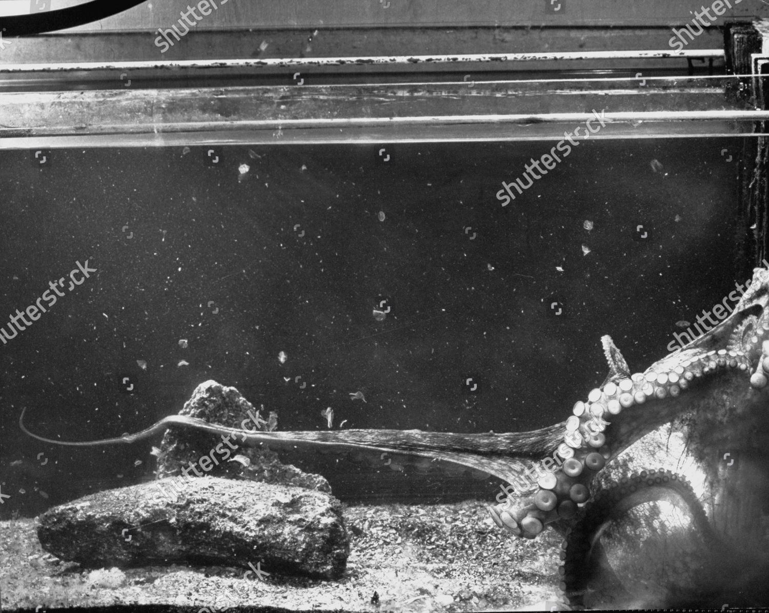 Octopus Lying On Bottom Tentacles Coiling Editorial Stock Photo - Stock ...