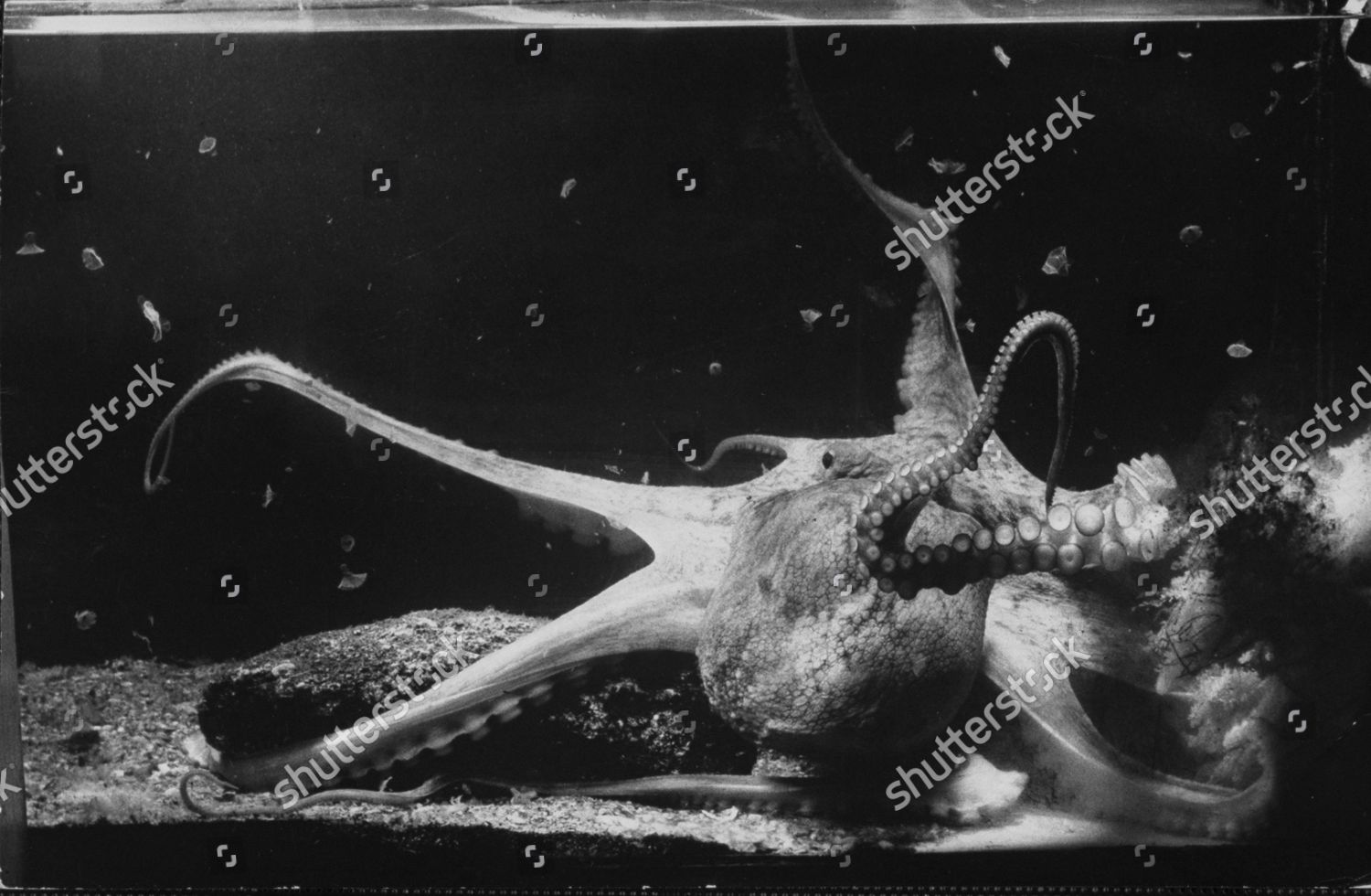 Octopus Lying On Bottom Ocean Tentacles Editorial Stock Photo - Stock ...