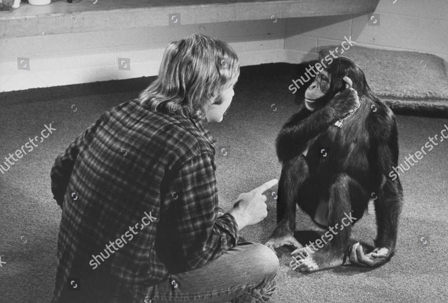 Dr Roger Fouts Attempting Teach Lucy Editorial Stock Photo - Stock ...