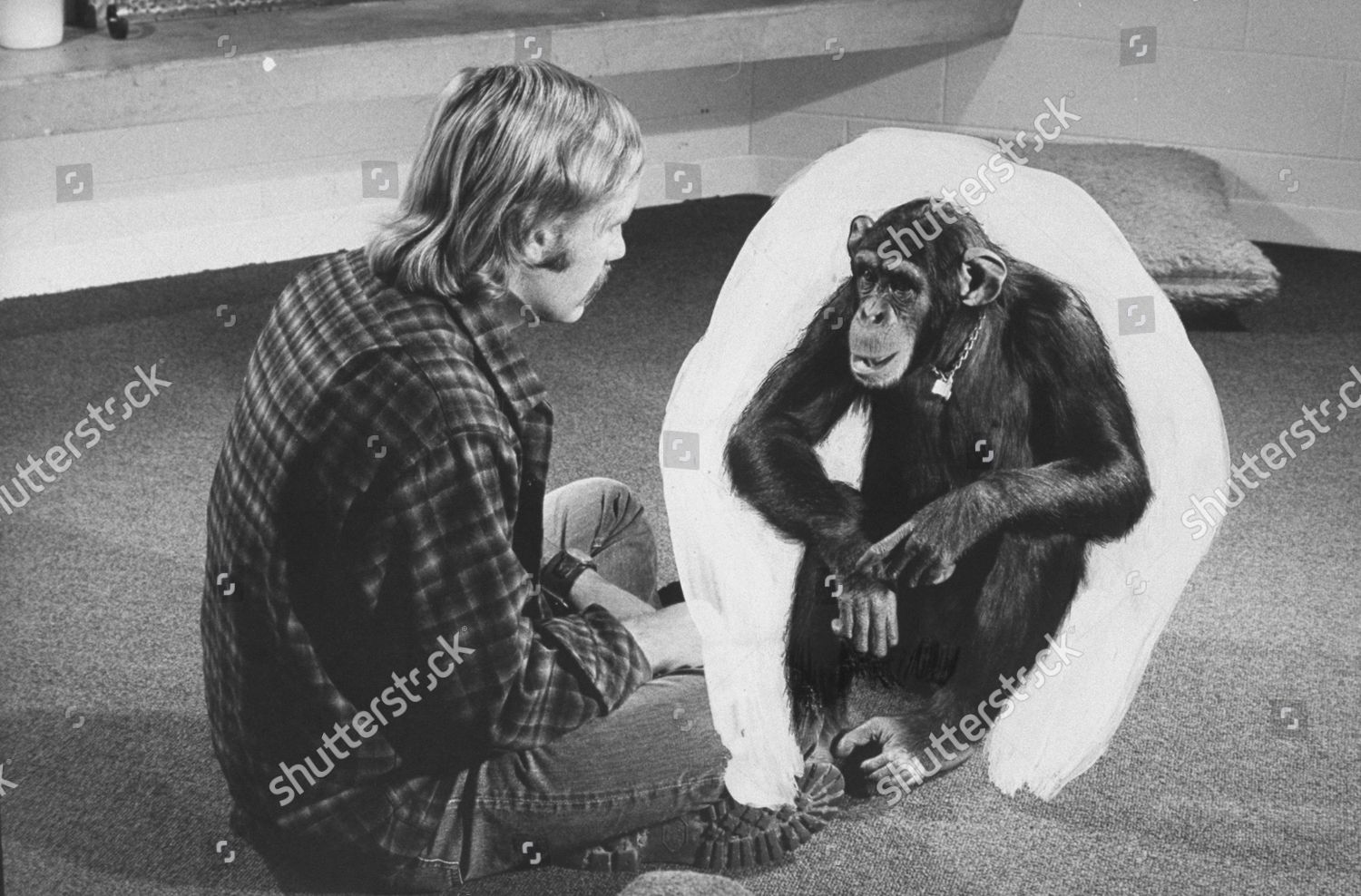 Dr Roger Fouts Attempting Teach American Editorial Stock Photo - Stock ...