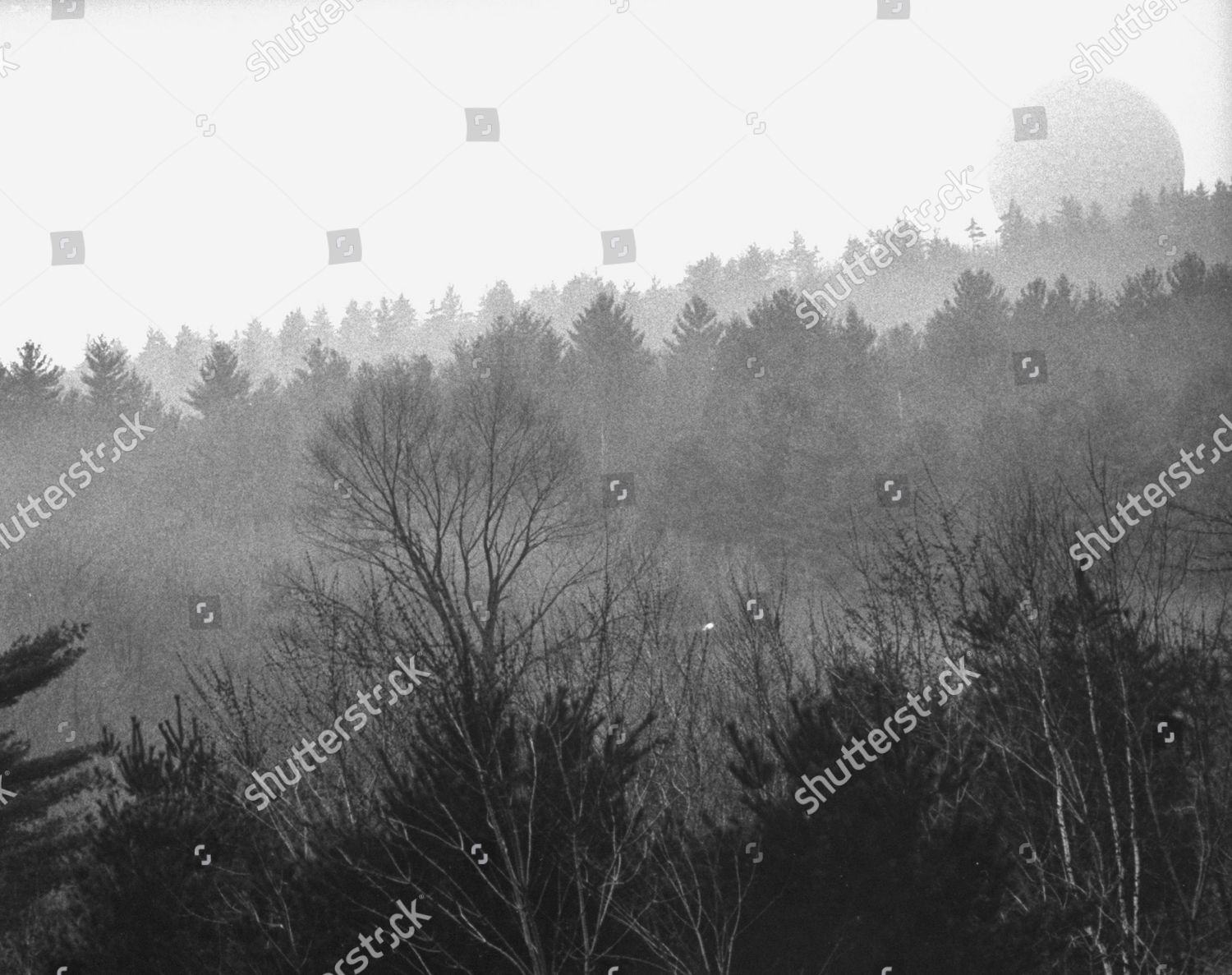 Haystack Antenna Which Deep Forest Editorial Stock Photo - Stock Image ...
