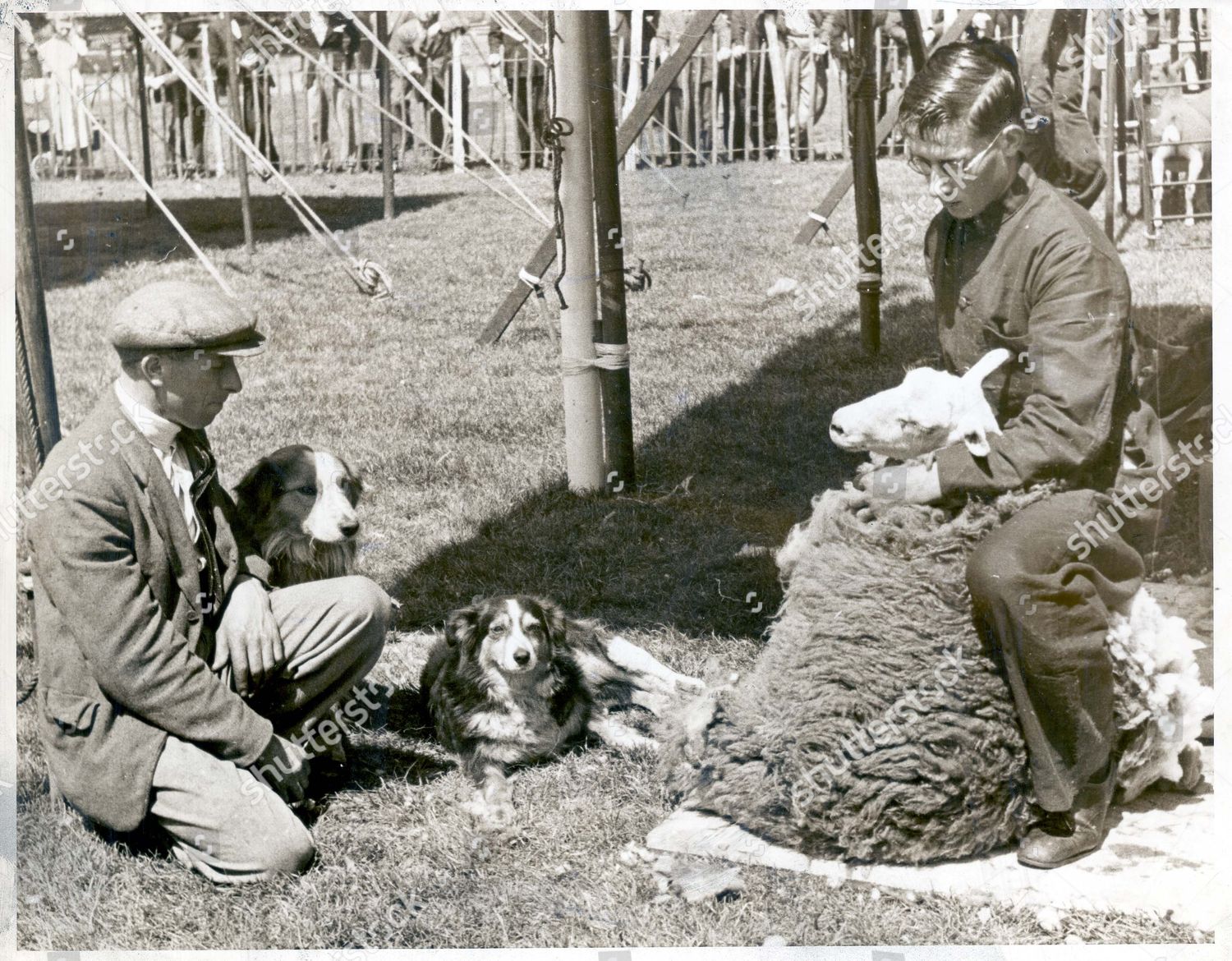 Sheepshearing Hyde Park London 1939 Editorial Stock Photo - Stock Image ...