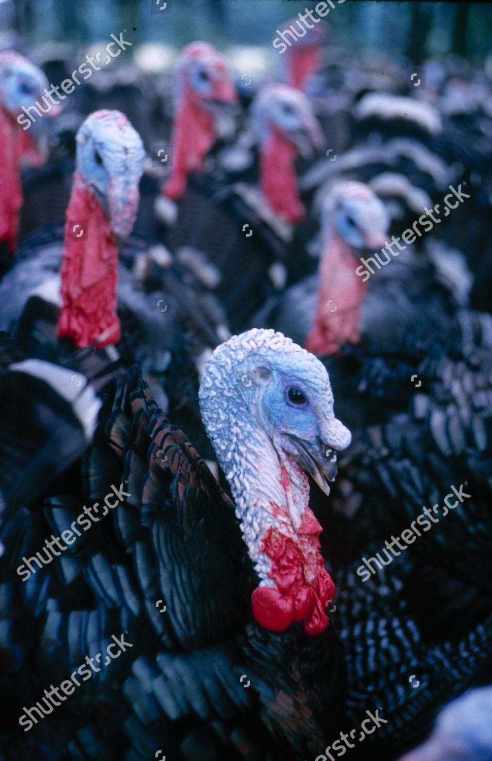 Broad Breasted Bronze Turkeys On Turkey Editorial Stock Photo - Stock ...