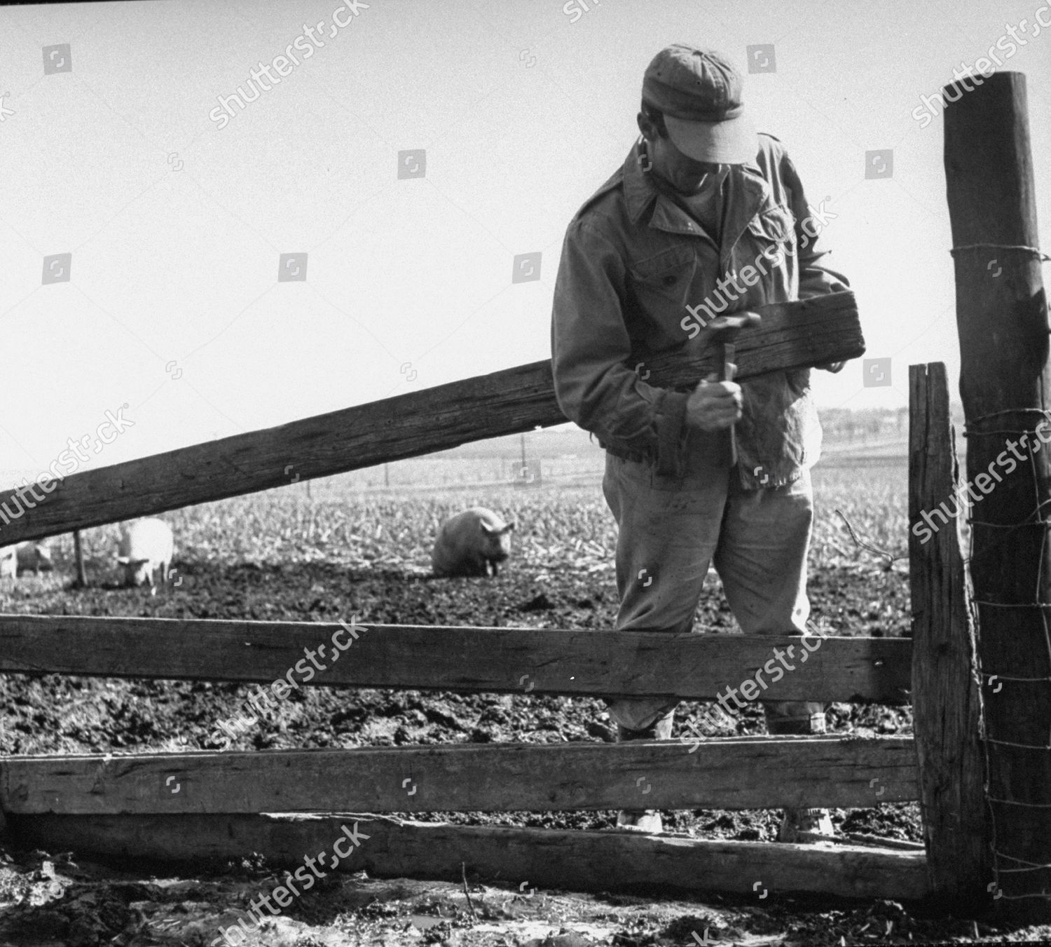 Farmer Fixing Gate On Iowa Farm Editorial Stock Photo - Stock Image ...