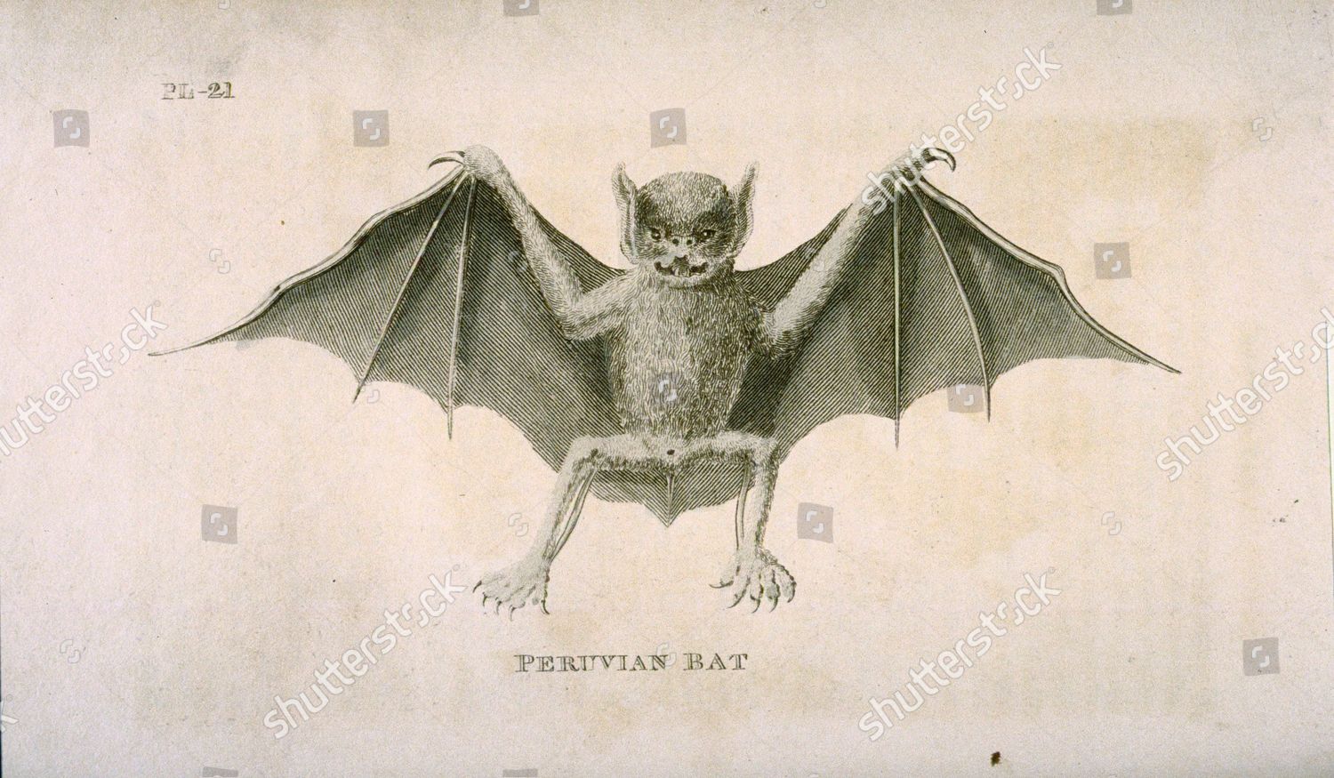 Color Illustration Peruvian Bat Natural History Editorial Stock Photo ...