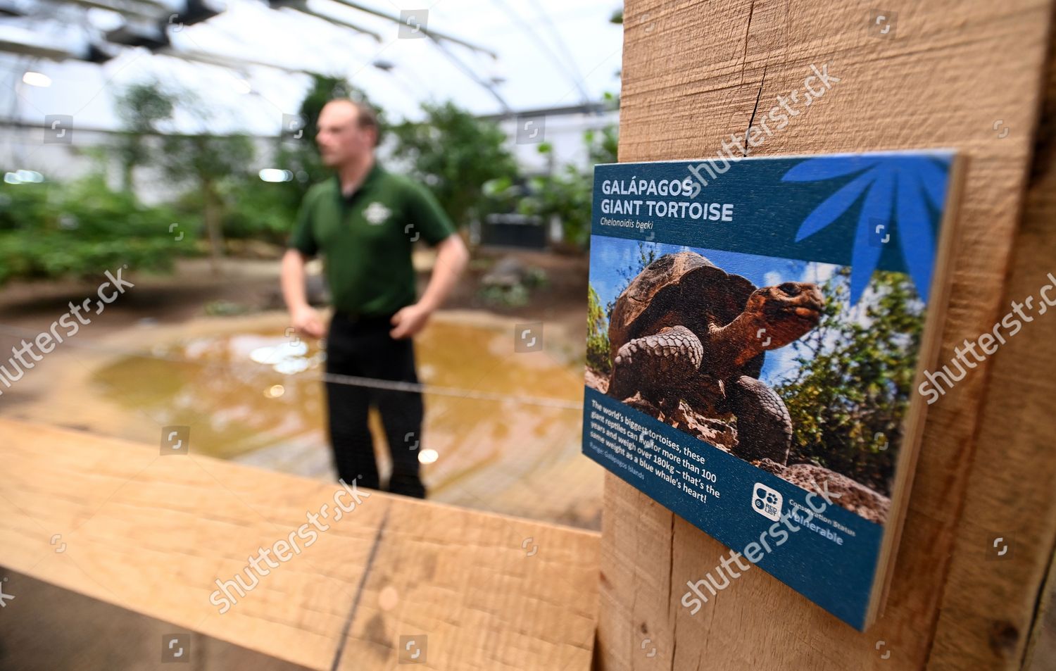 New Giant Galapagos Tortoise Enclosure London Editorial Stock Photo ...