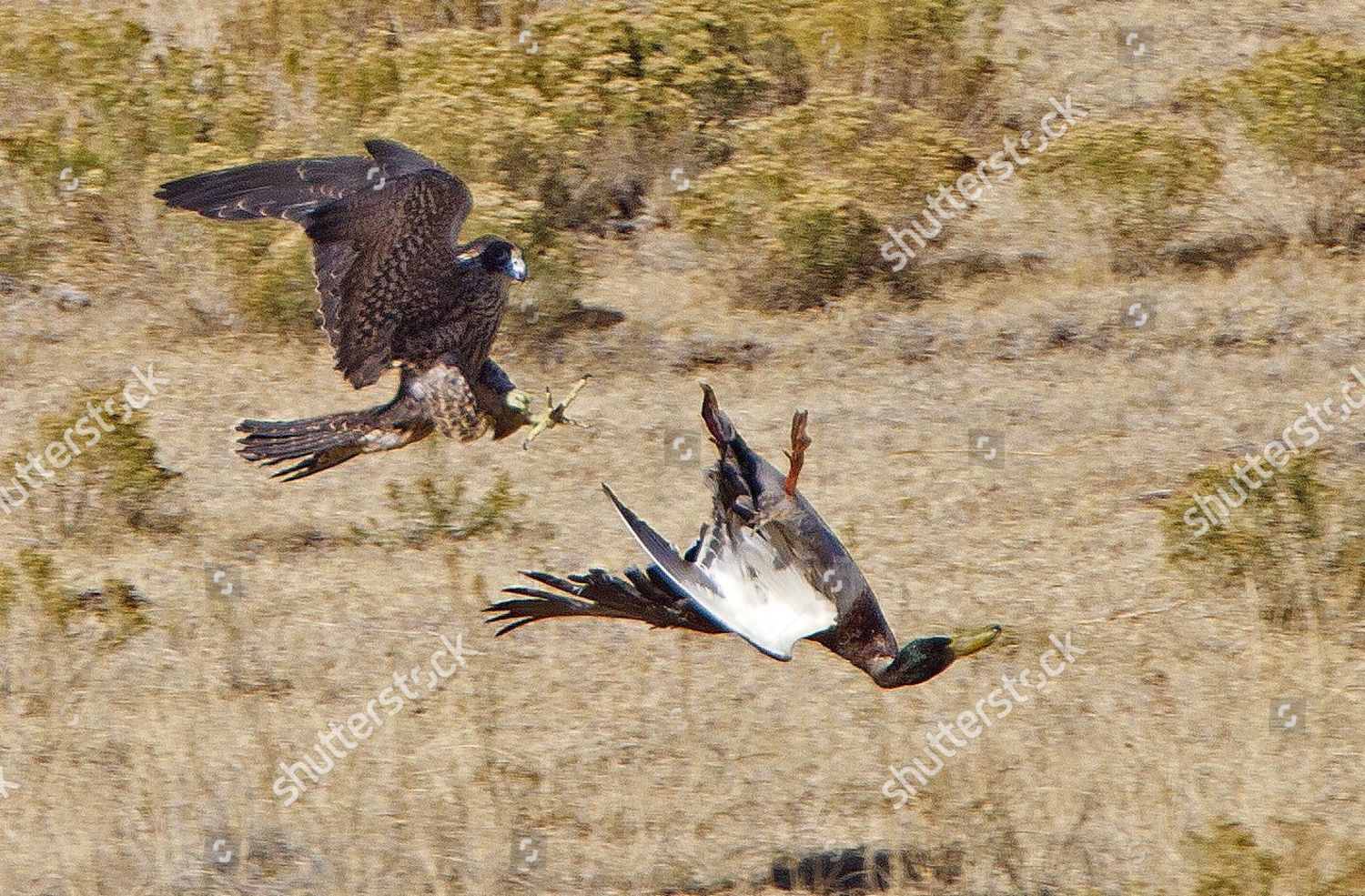 4 Terrifed Duck Flips Upside Down Editorial Stock Photo - Stock Image ...
