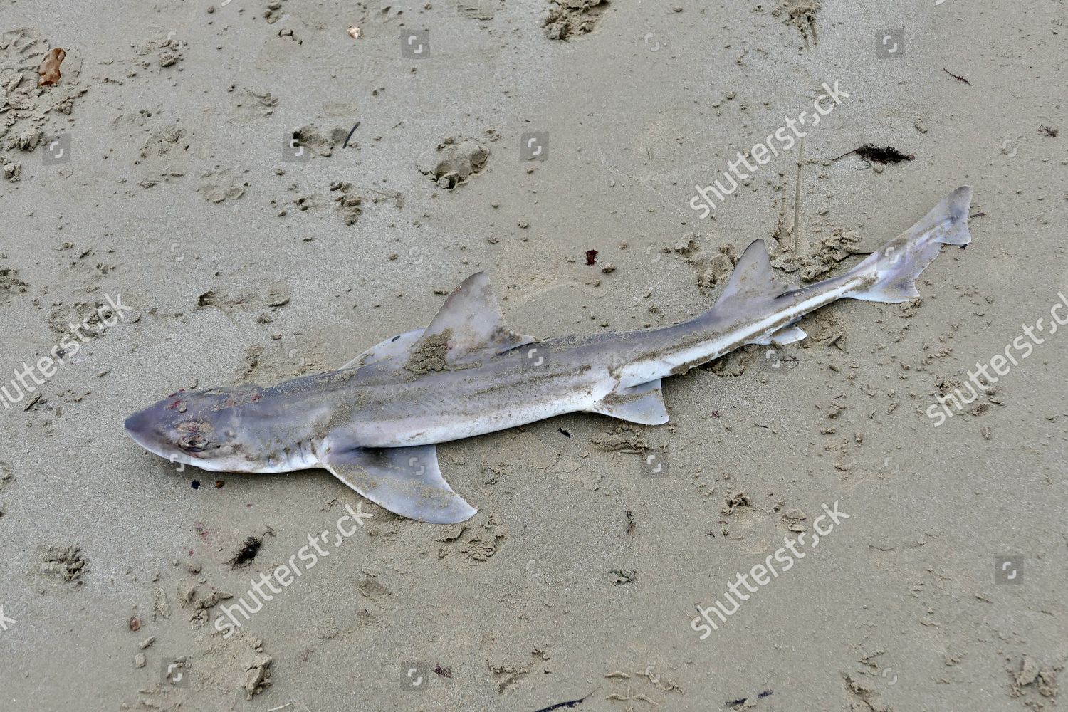 Spiny Dogfish Spurdog Mud Shark Piked Editorial Stock Photo - Stock ...