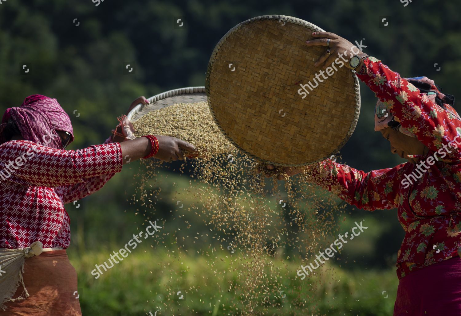 Farmers Seen Using Traditional Threshing Method Editorial Stock Photo ...