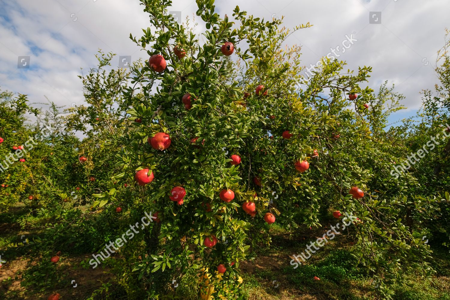 Pomegranate Tree Seen Farm Testour Village Editorial Stock Photo ...