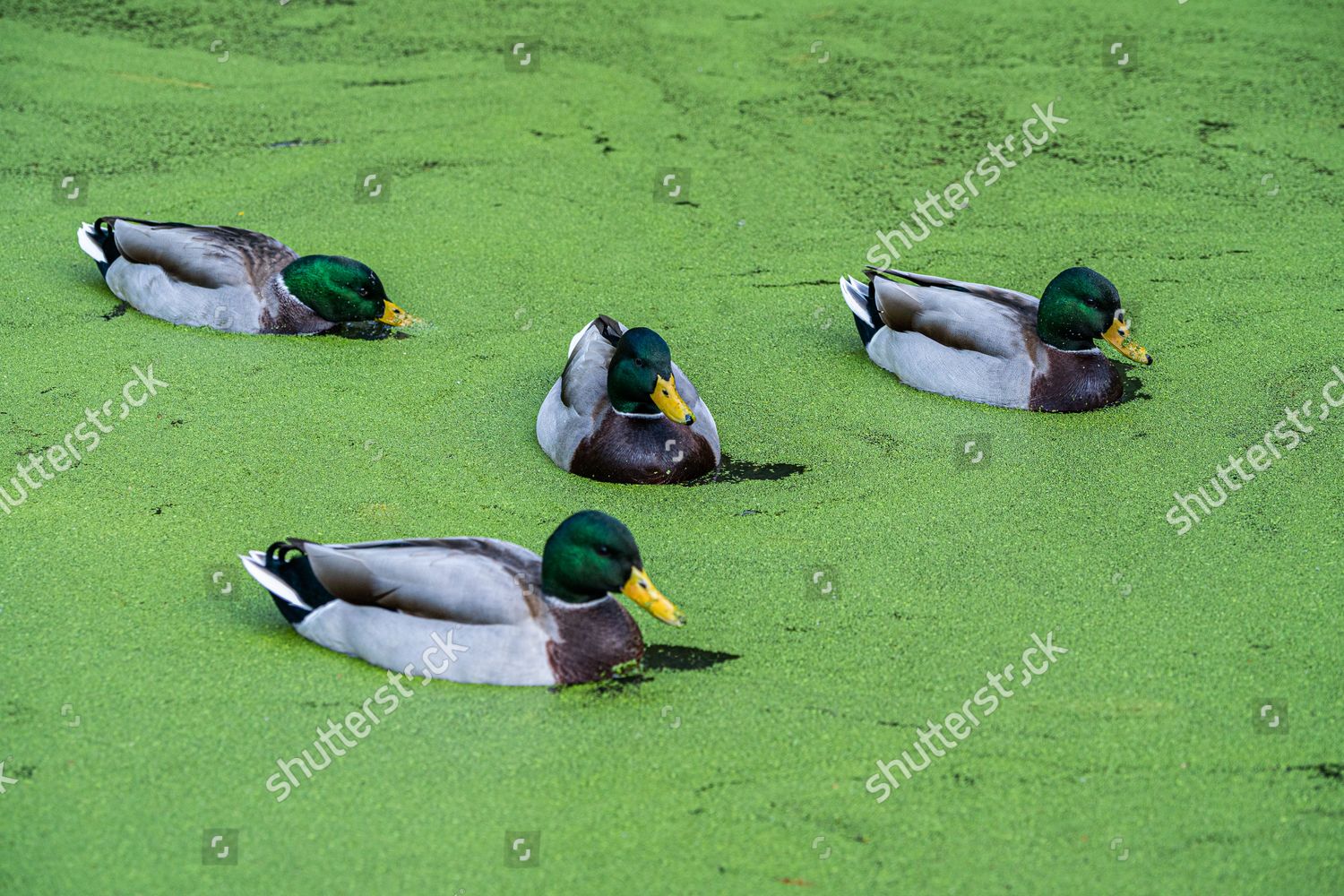 Mallard Ducks Swimming Pond On Wimbledon Editorial Stock Photo - Stock ...
