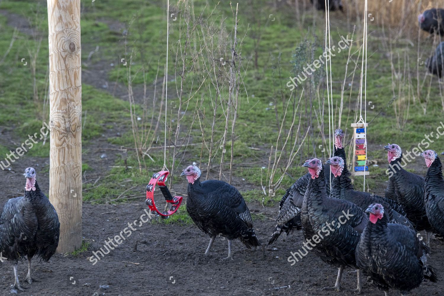 Robert Hardman Visits Copas Turkey Farm Editorial Stock Photo - Stock ...