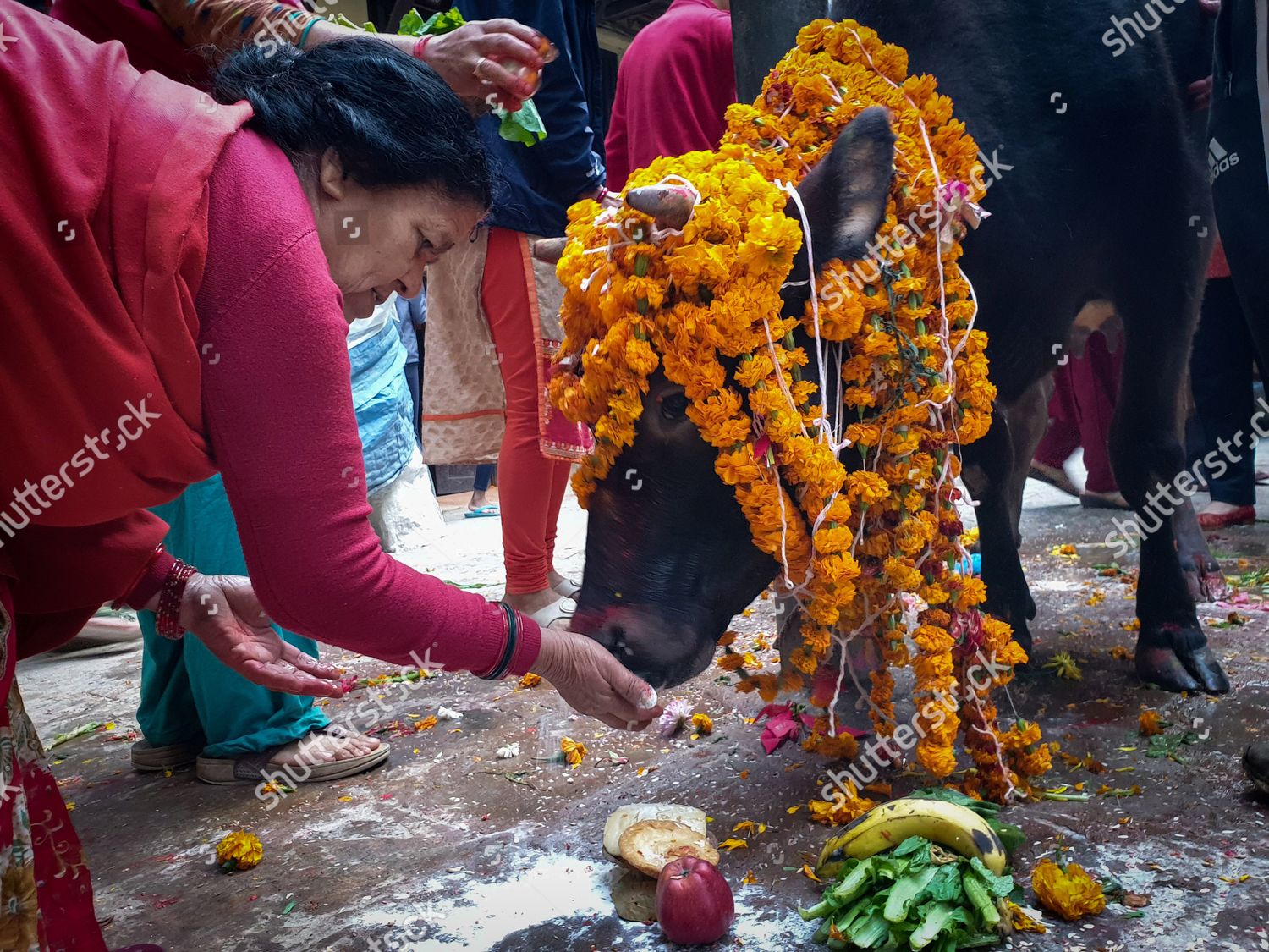 Cow Worshiped During Religious Ceremony Cow Editorial Stock Photo ...
